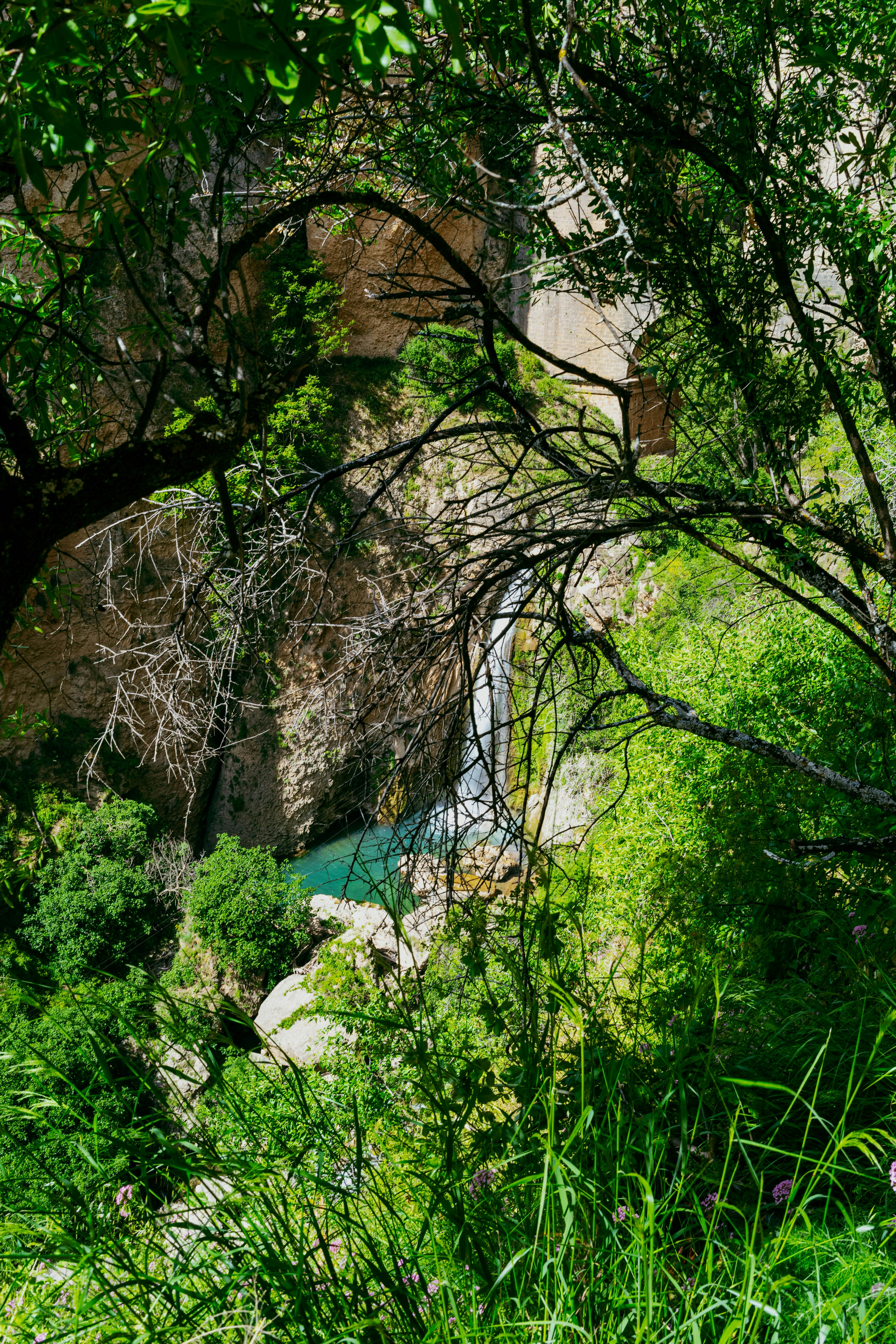 Verdant Gorge: A Hidden Waterfall Retreat Through the Branches