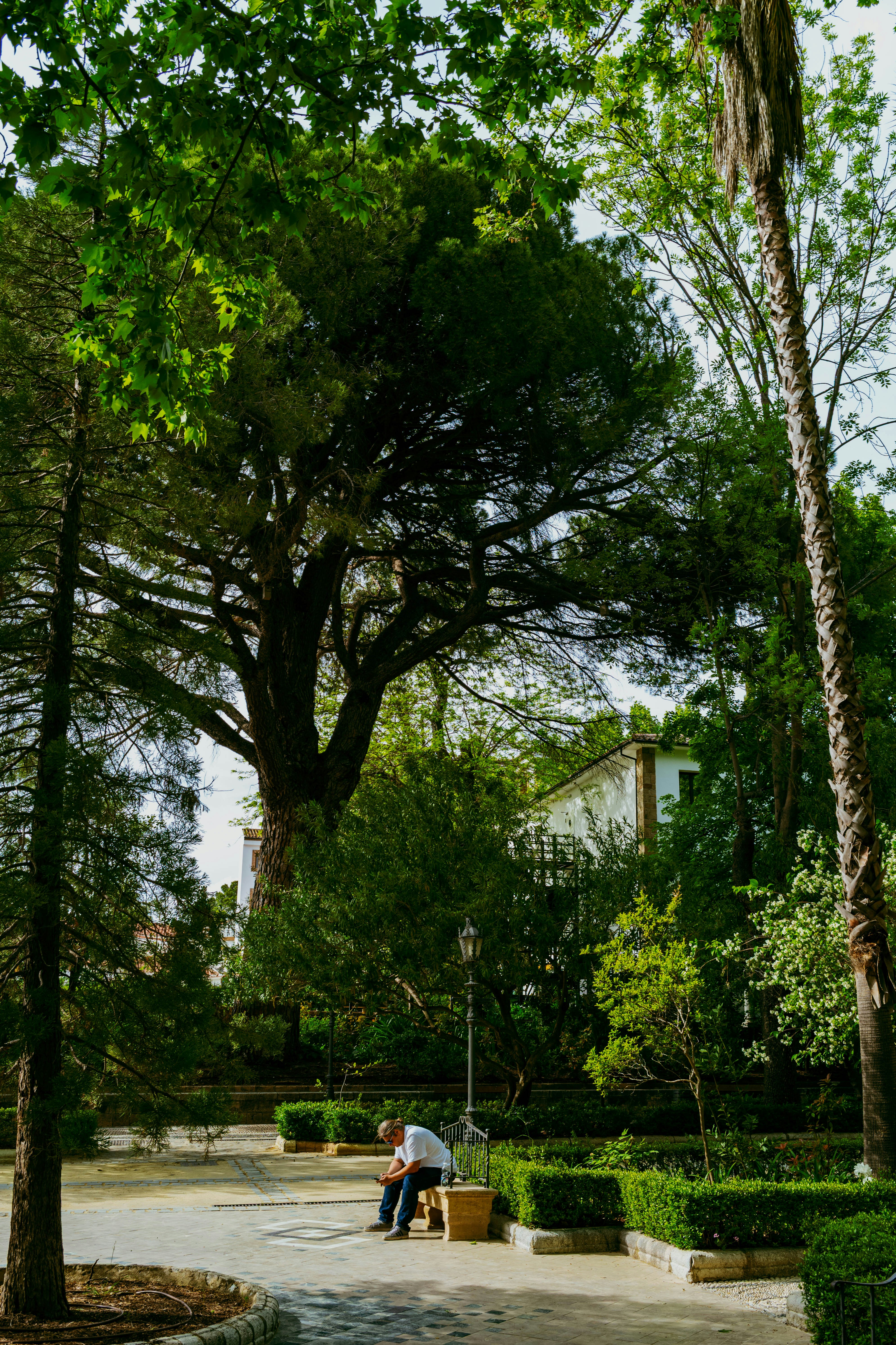 Solitude in the City Garden: A Quiet Portrait Among Tall Oaks