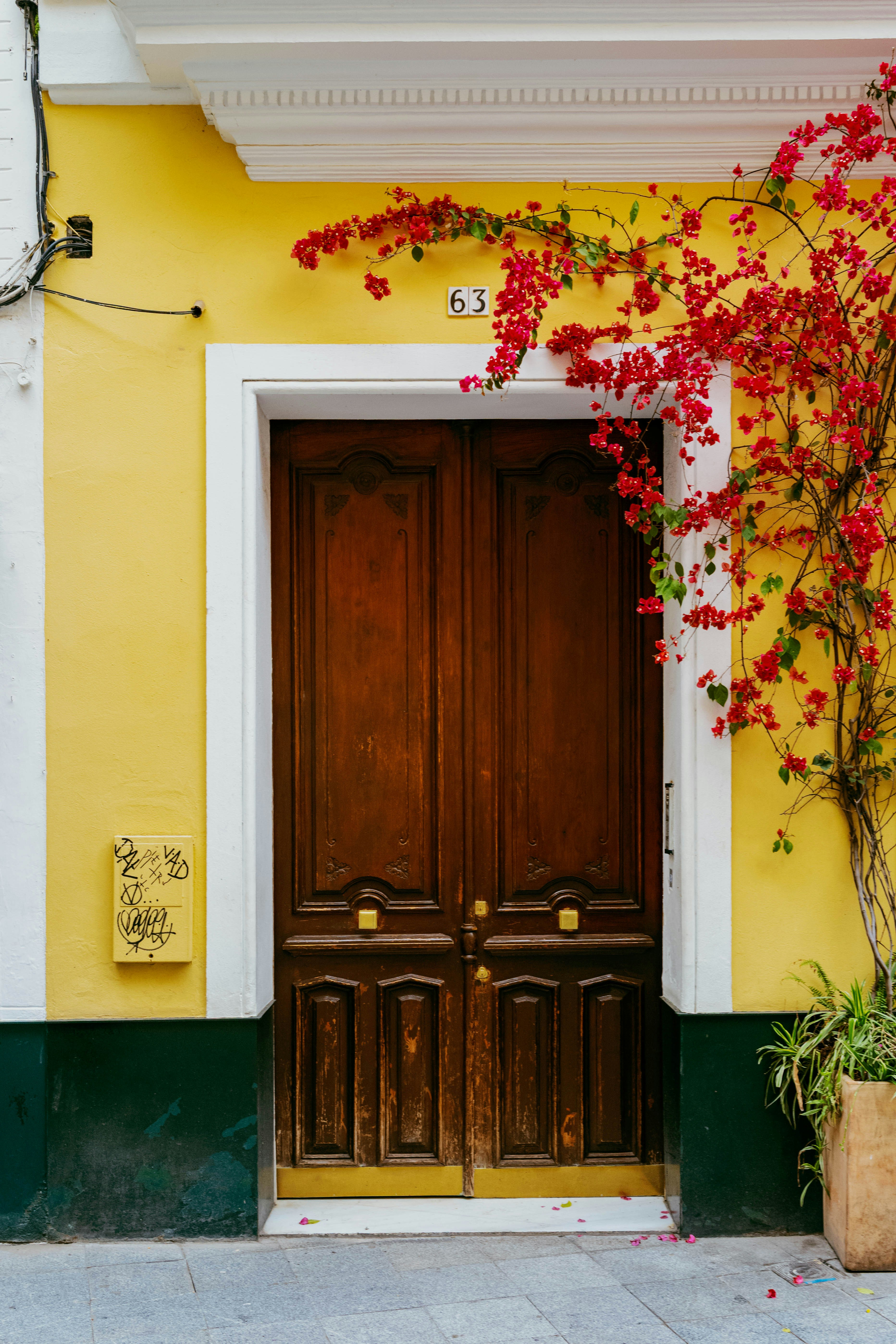 Yellow doorway in bloom: a wooden door framed by bougainvillea