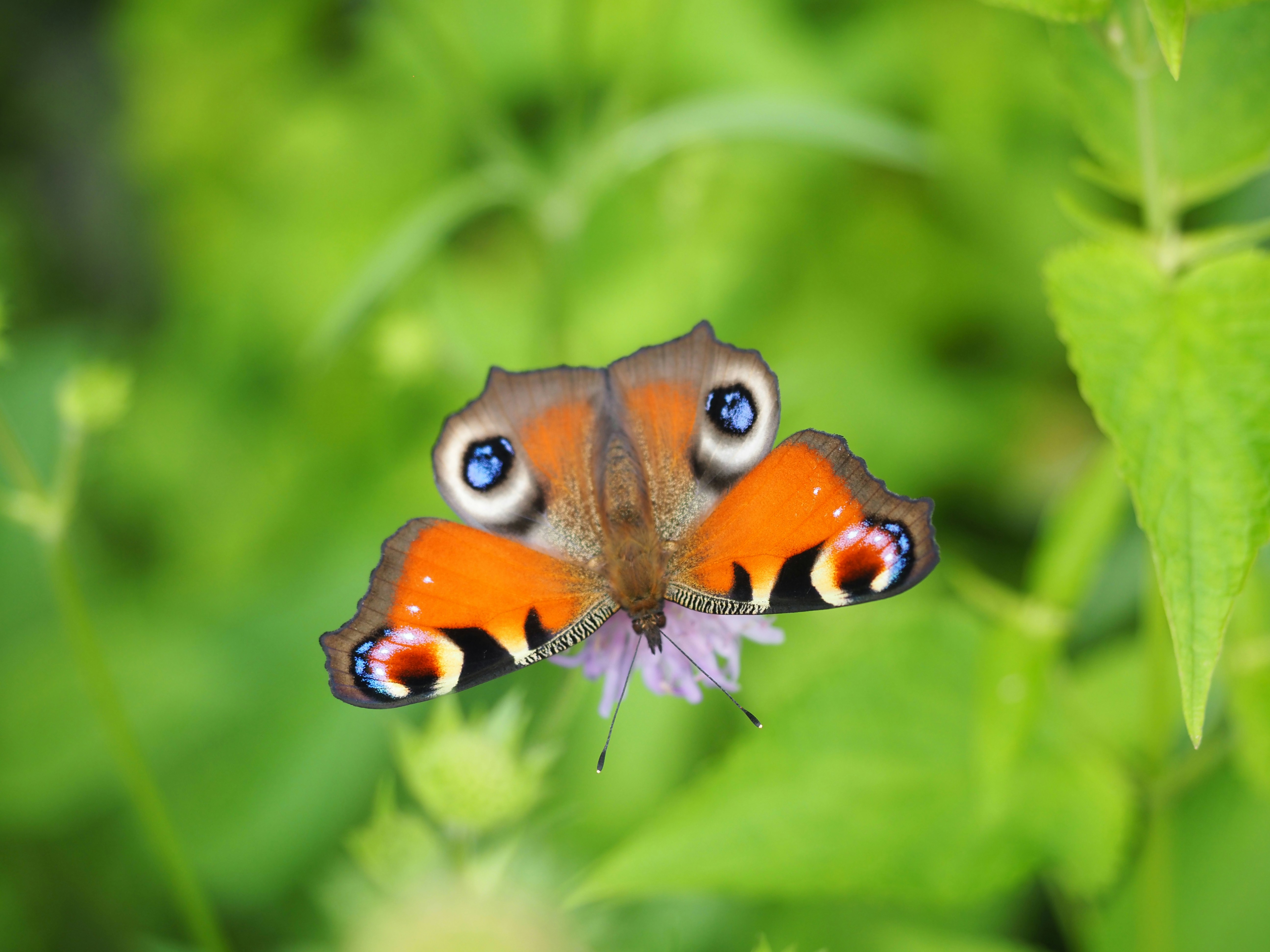 Red Admiral in a Green Veil: Center Stage on a Fluttering Monarch