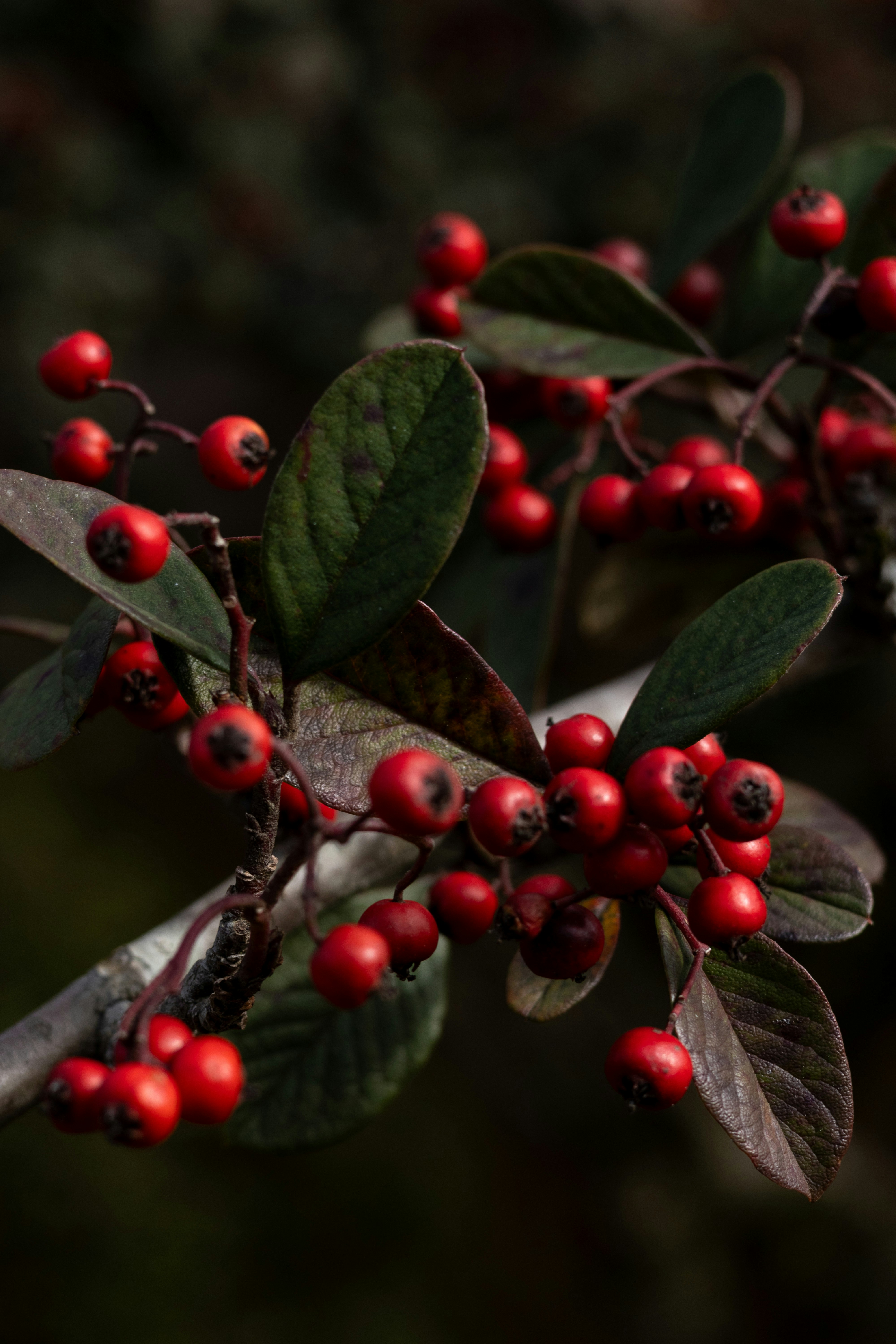 Red Berries in Shadowed Clarity