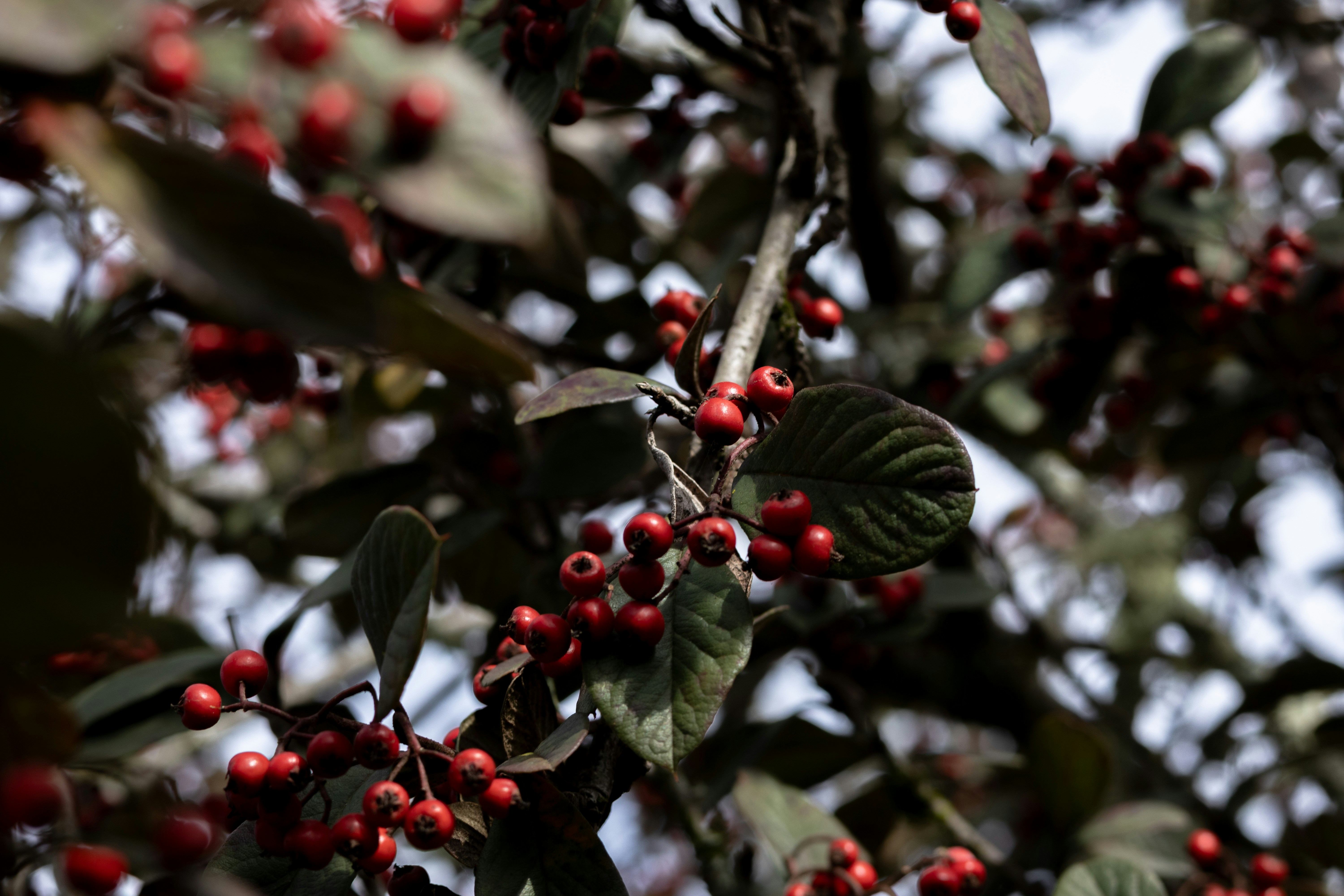 Scarlet Berries on a Silent Winter Branch