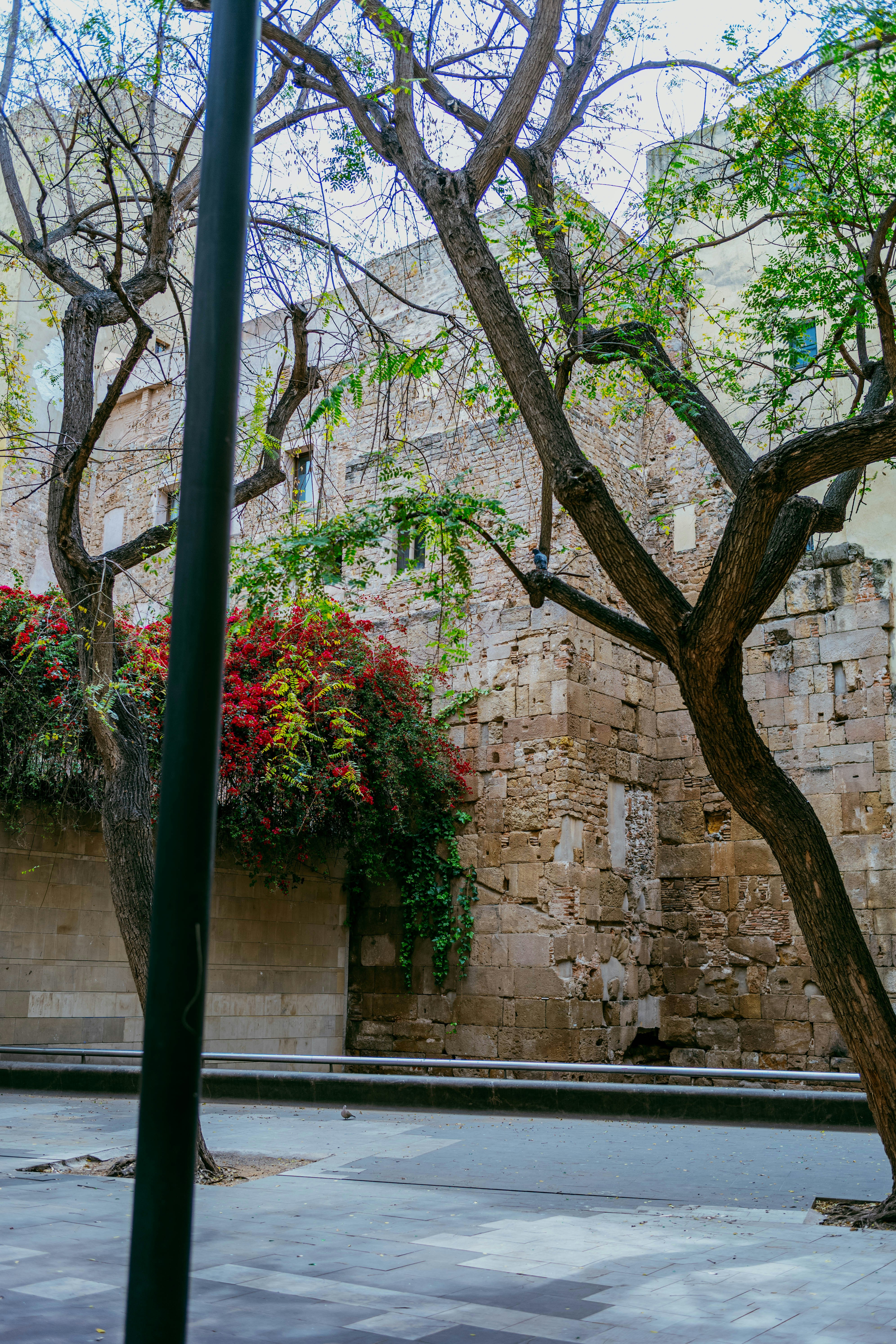 Stone Wall and Tree Frame Over a Quiet Plaza