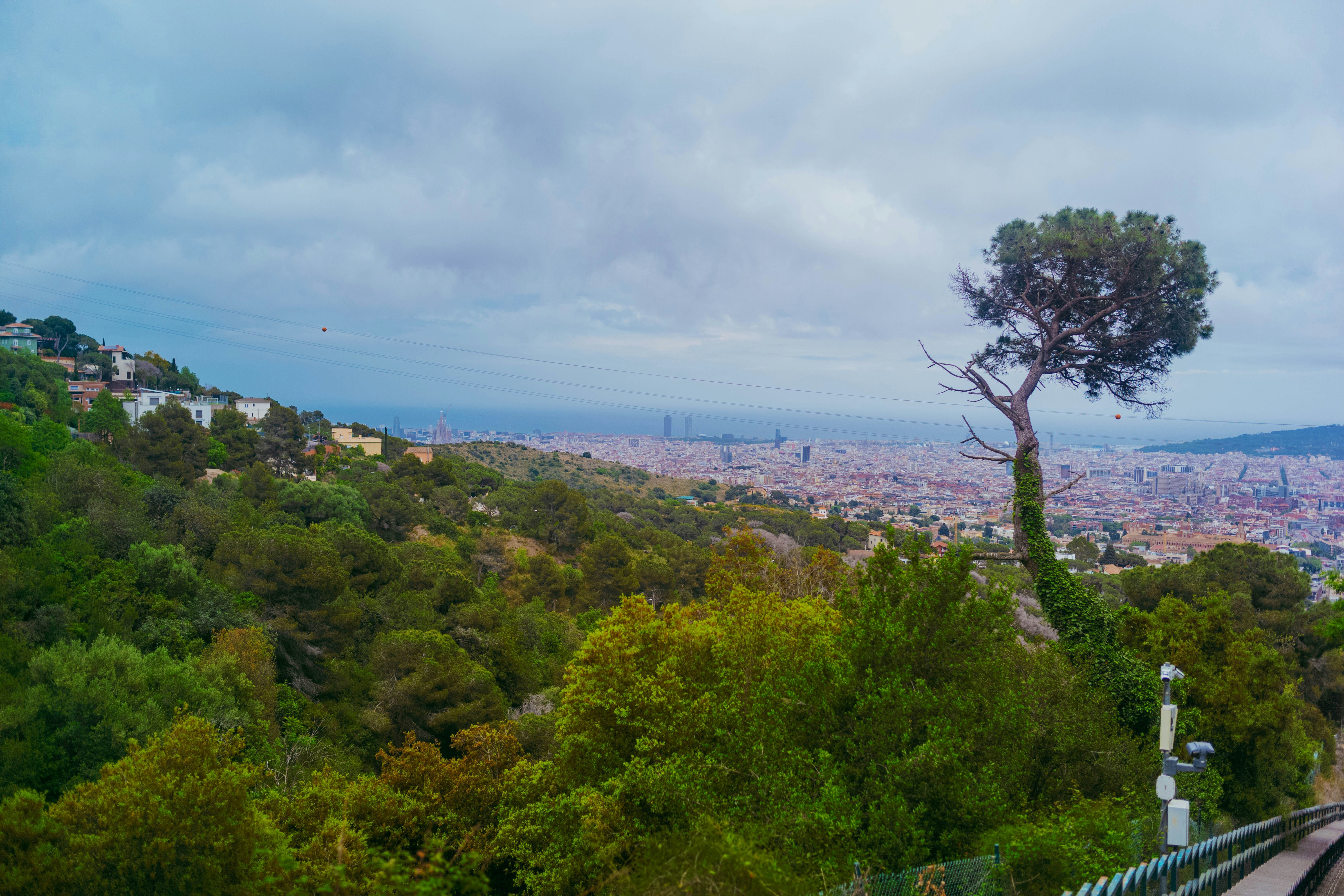 Lonely Tree Overlook Above a Mediterranean City