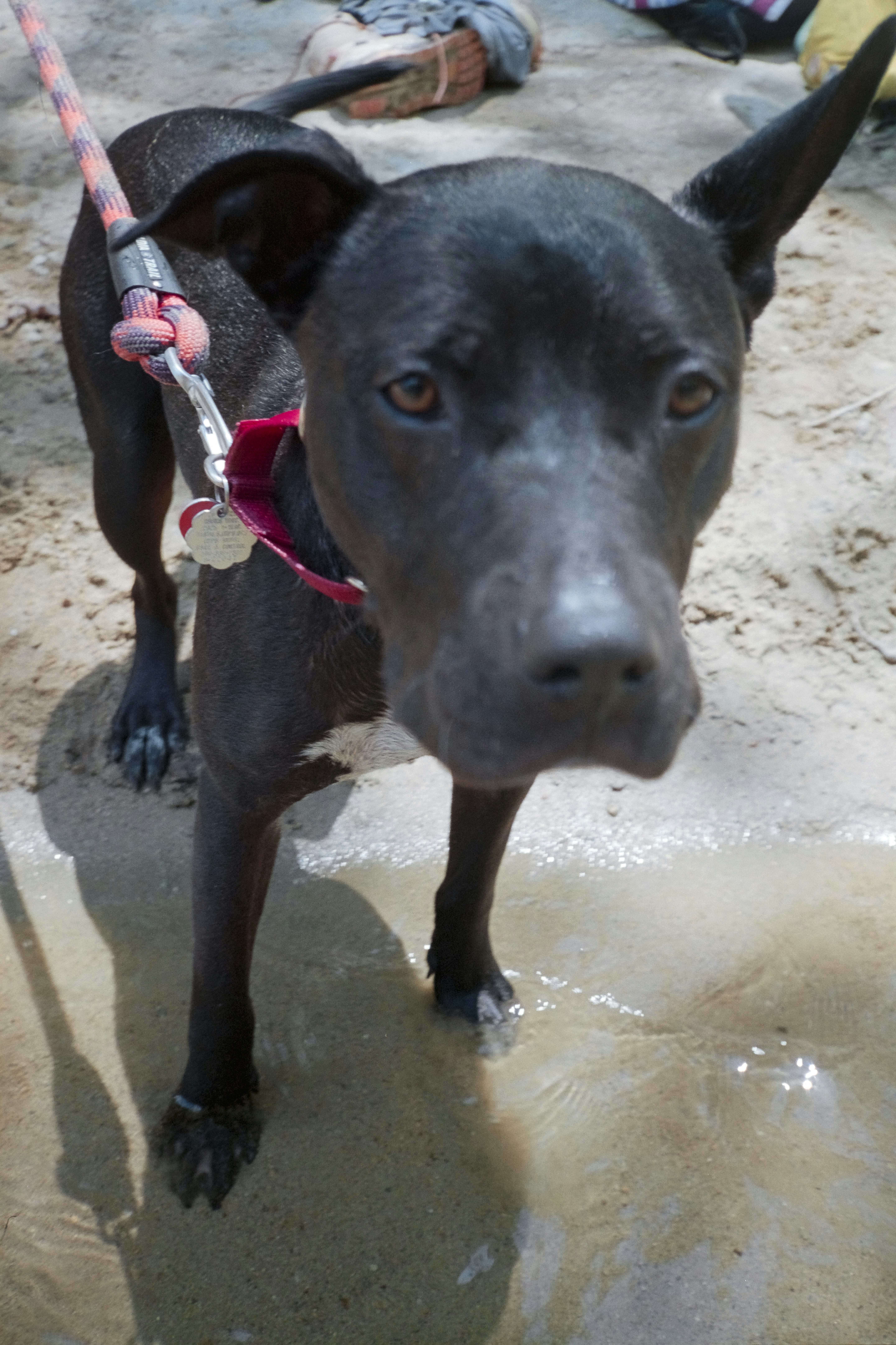 Curious Black Pup at the Water's Edge