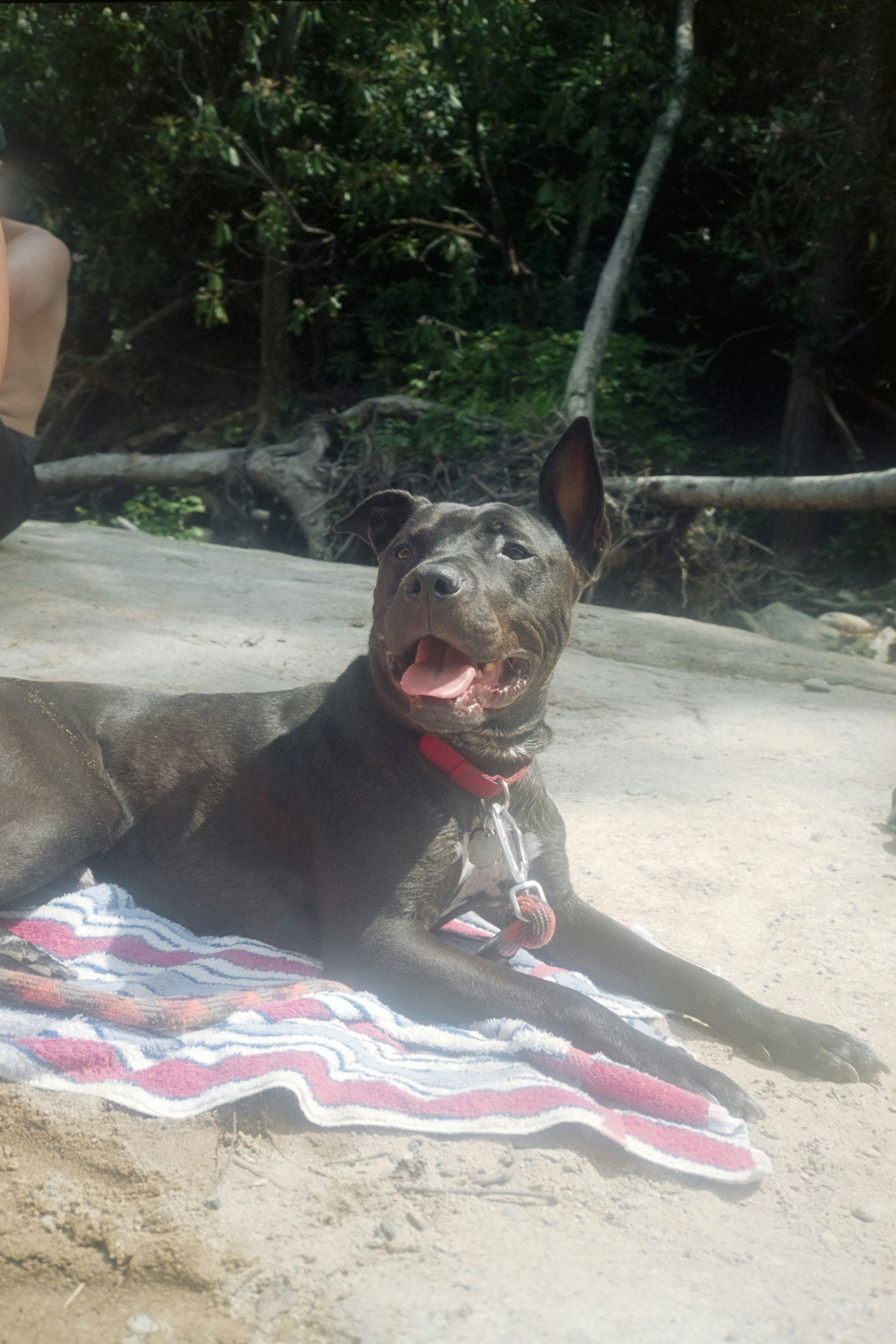 Joyful Beach Moment: A Sunlit Pup Resting on a Towel