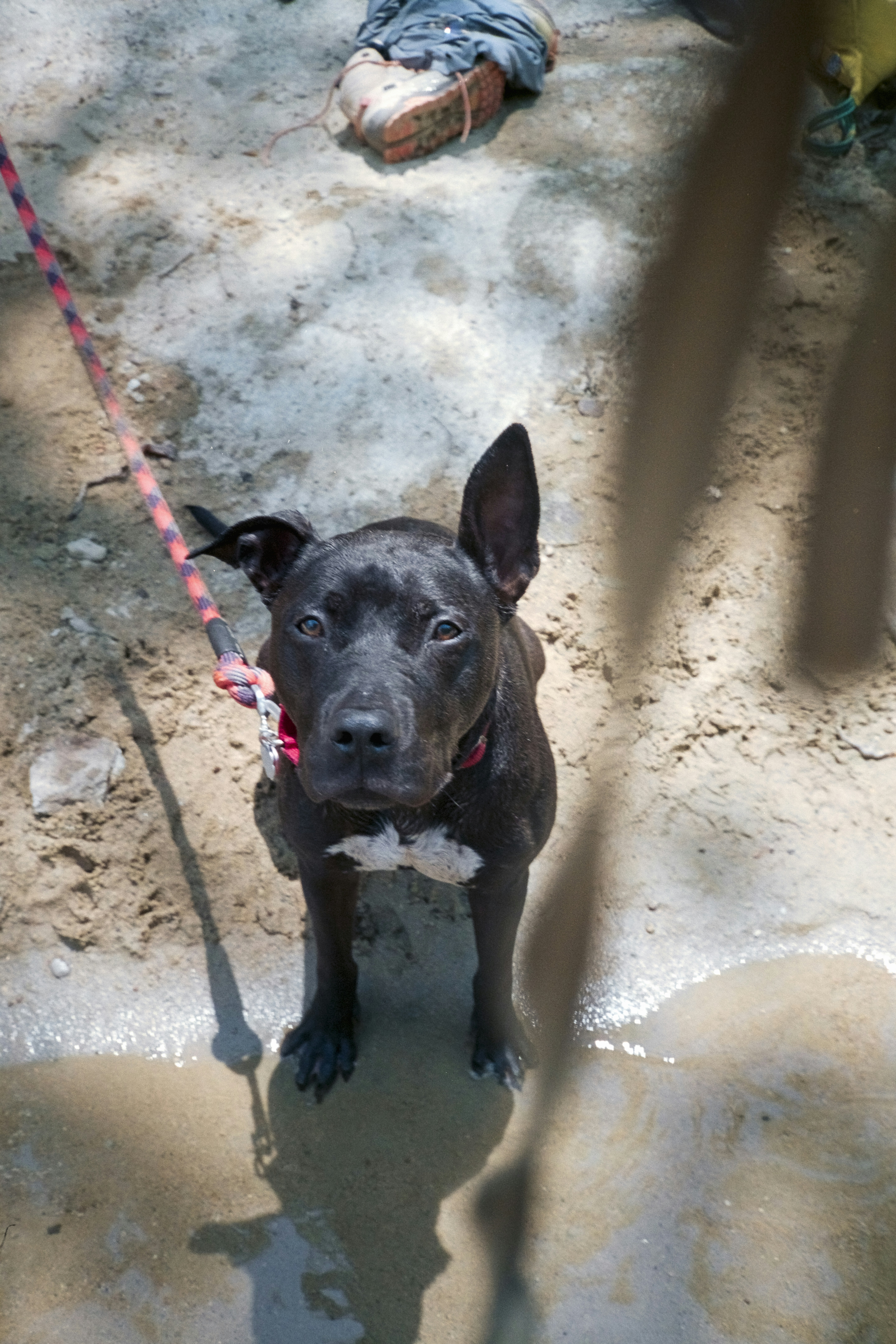 Eye Contact at Ground Level: The Courteous Canine