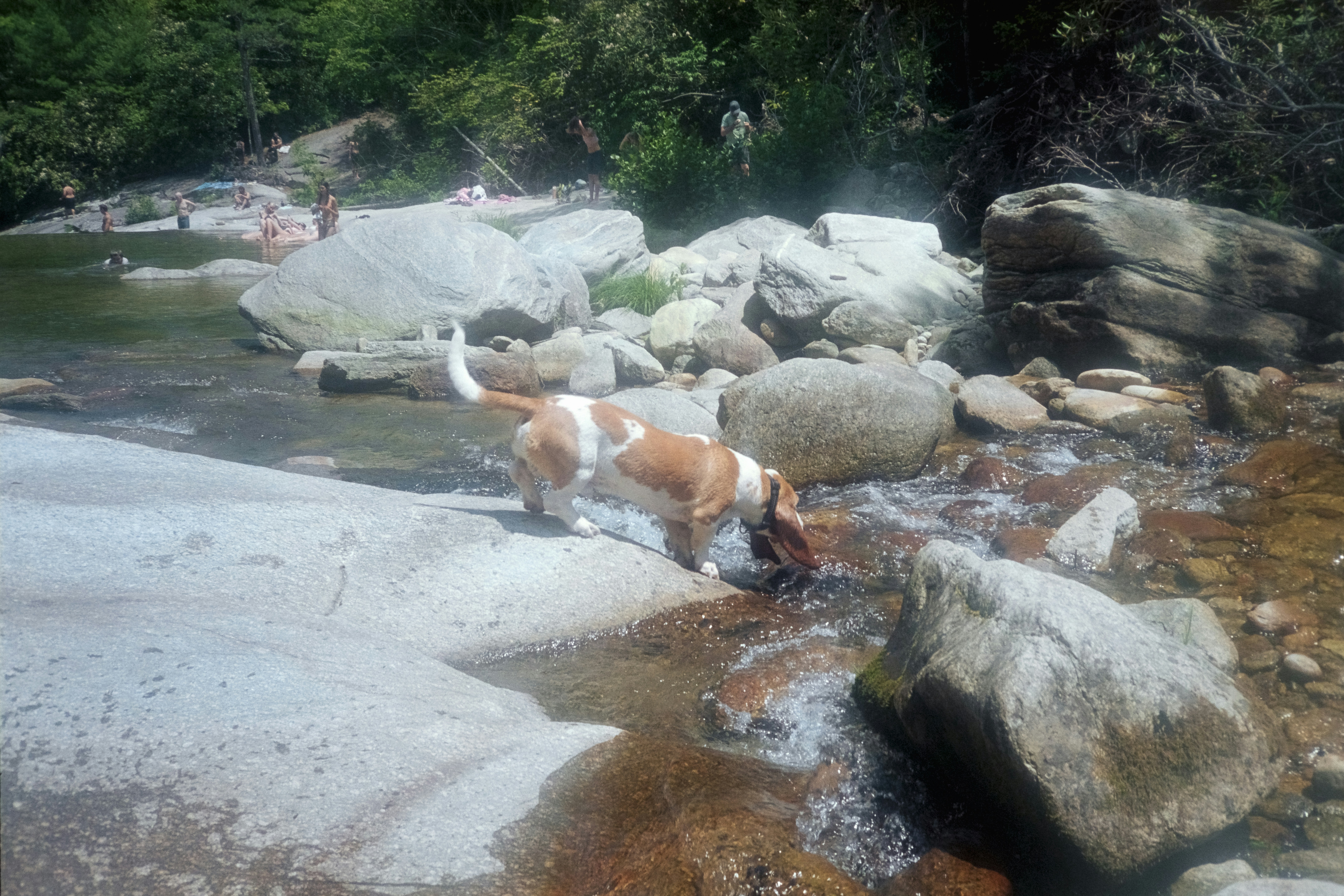 Beached Barking Dog at a Shallow Riverside Crossing
