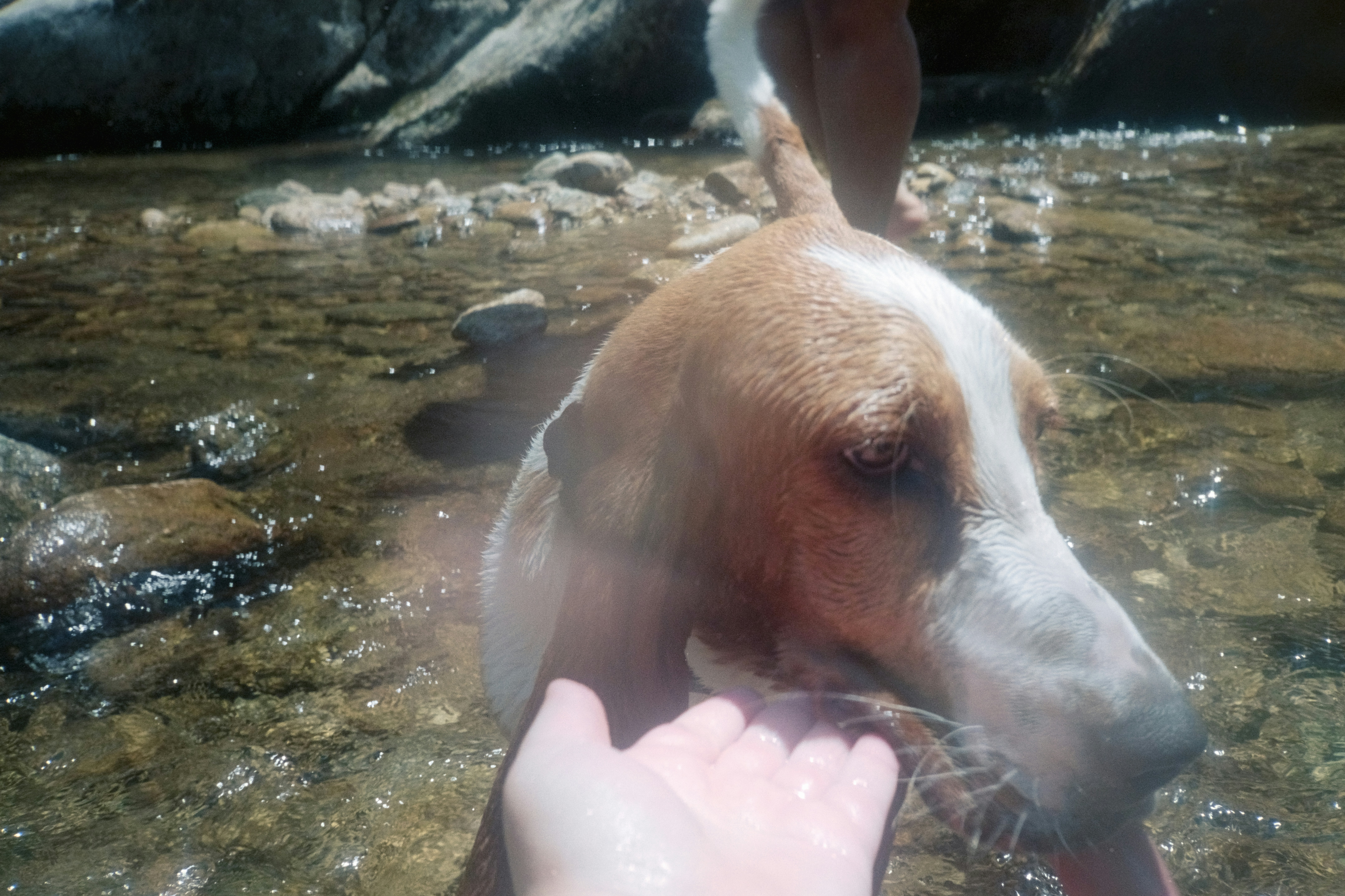 Gentle Sea-Window: A Dog’s Face Over Water and Light