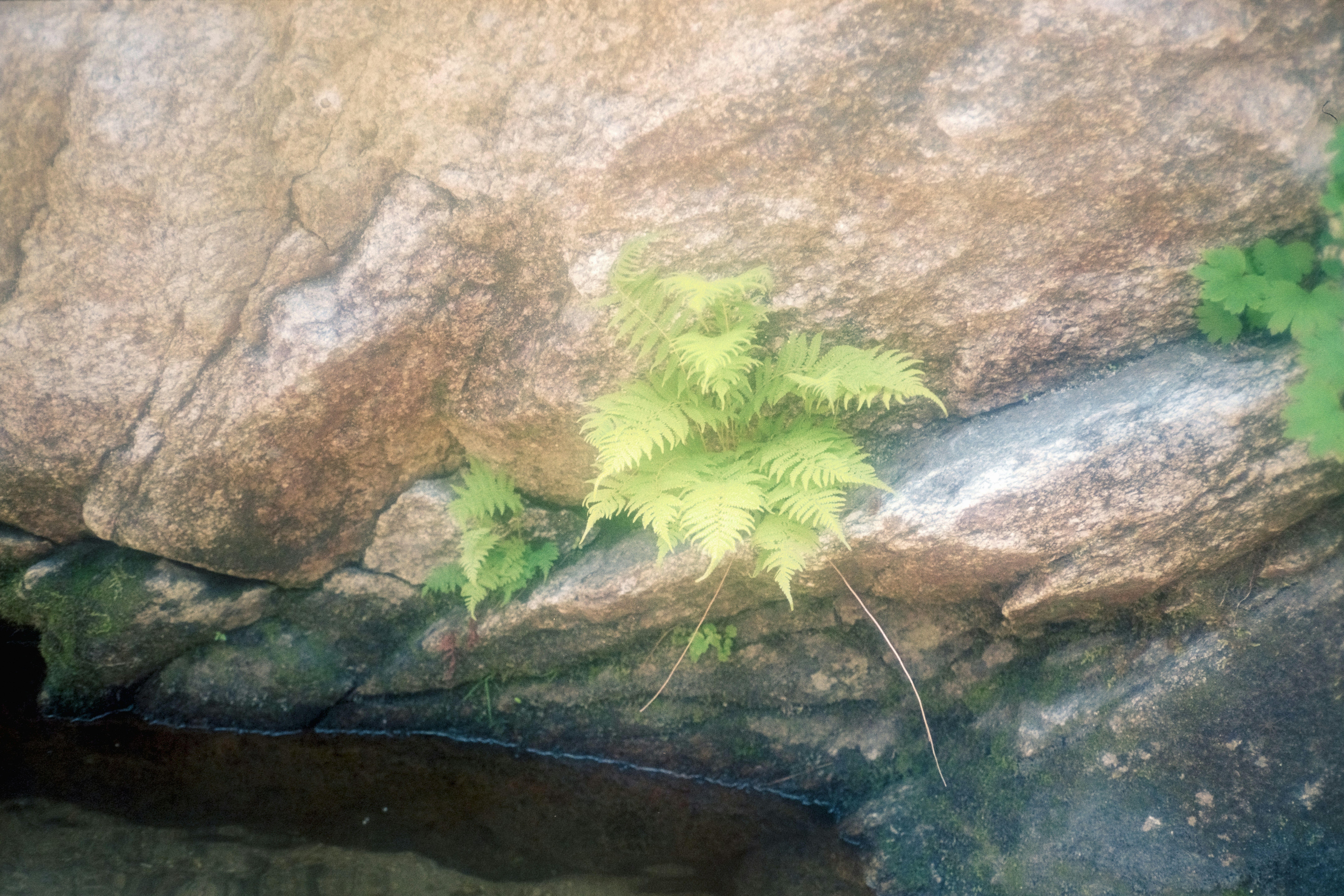 Fern Fringe at the Waterline: A Quiet Rock Garden by the Stream
