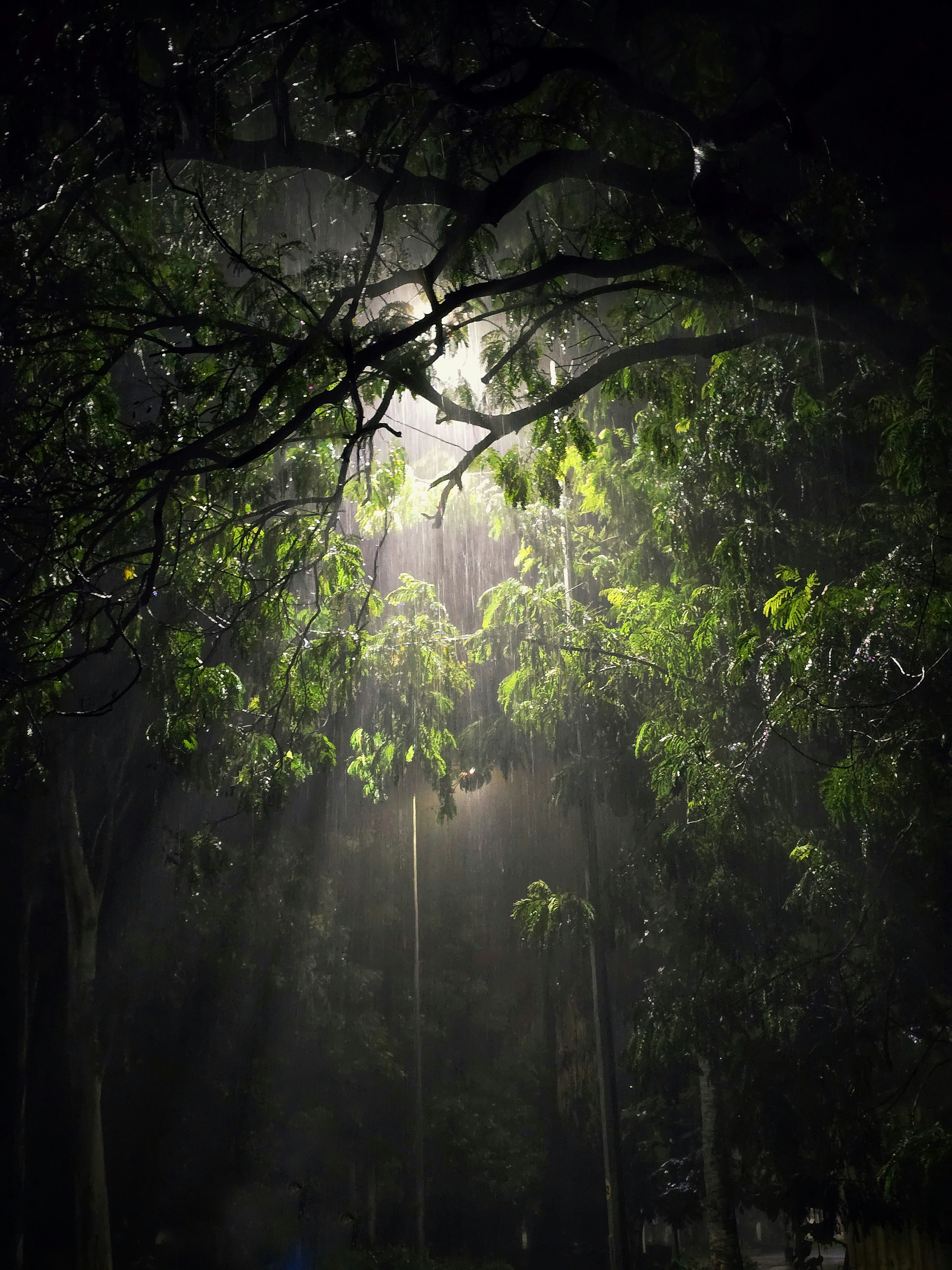 Moonlit Rain in a Quiet Canopy