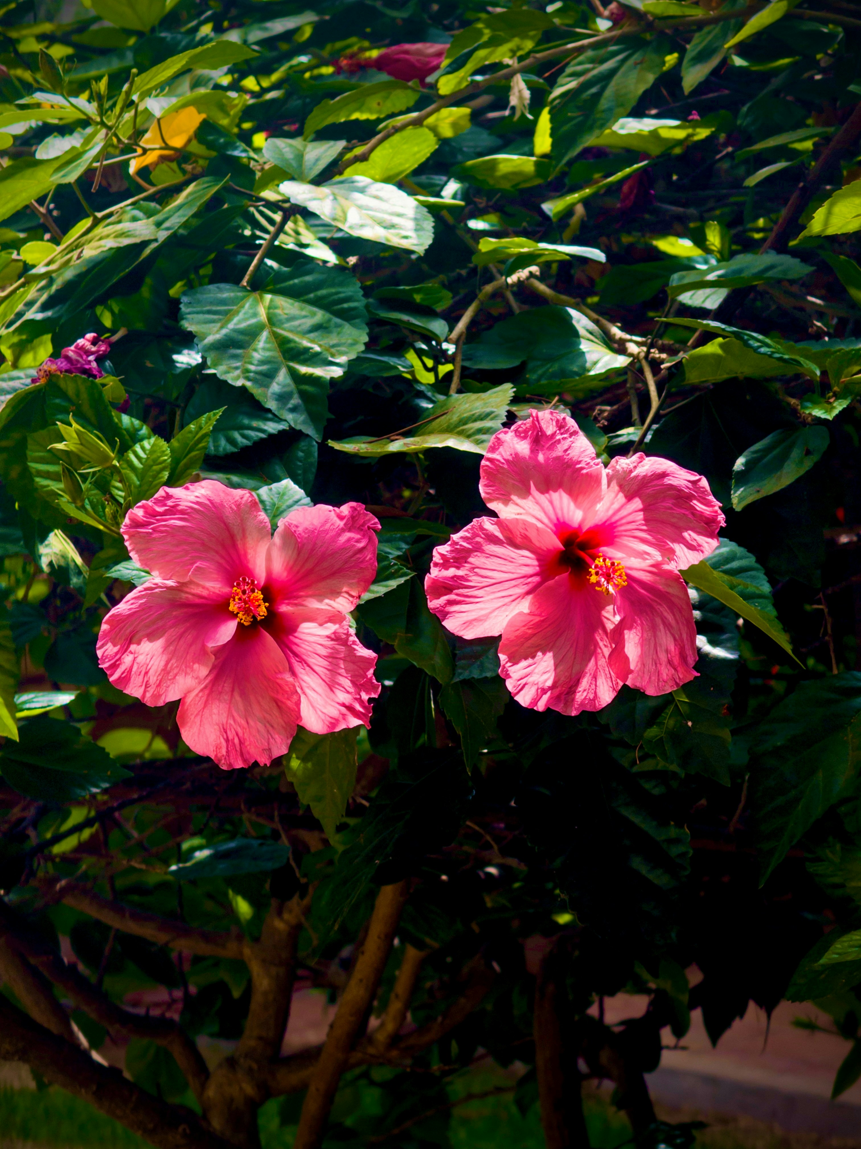 Pink Hibiscus Duo Adorns Sunlit Foliage