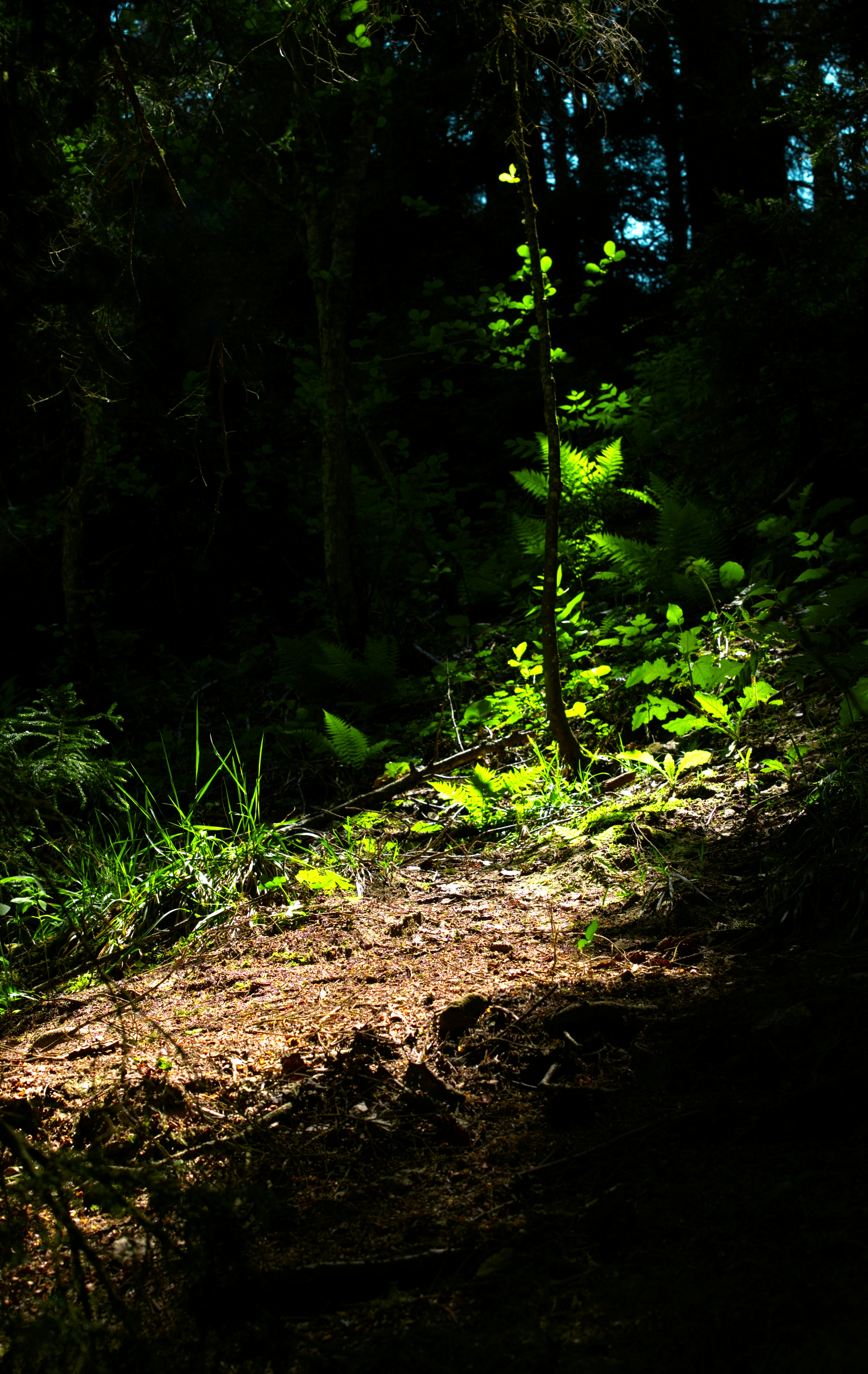 Luminous fern and sunlit undergrowth in shadowed forest