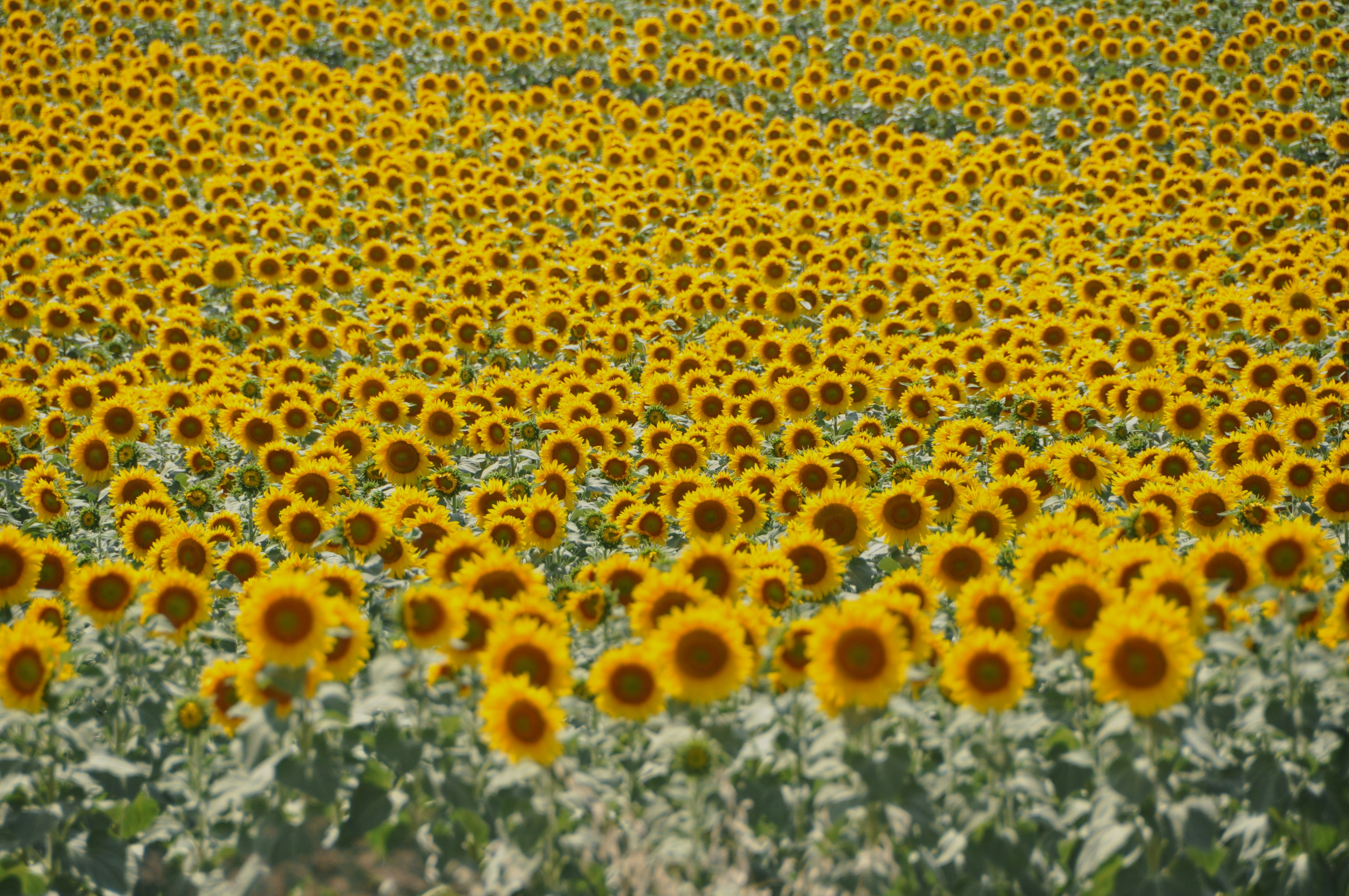 Dense field of bright sunflowers stretches to the horizon, each blossom facing the light with green foliage below. A photographic crop emphasizes the sea of yellow petals and dark centers.