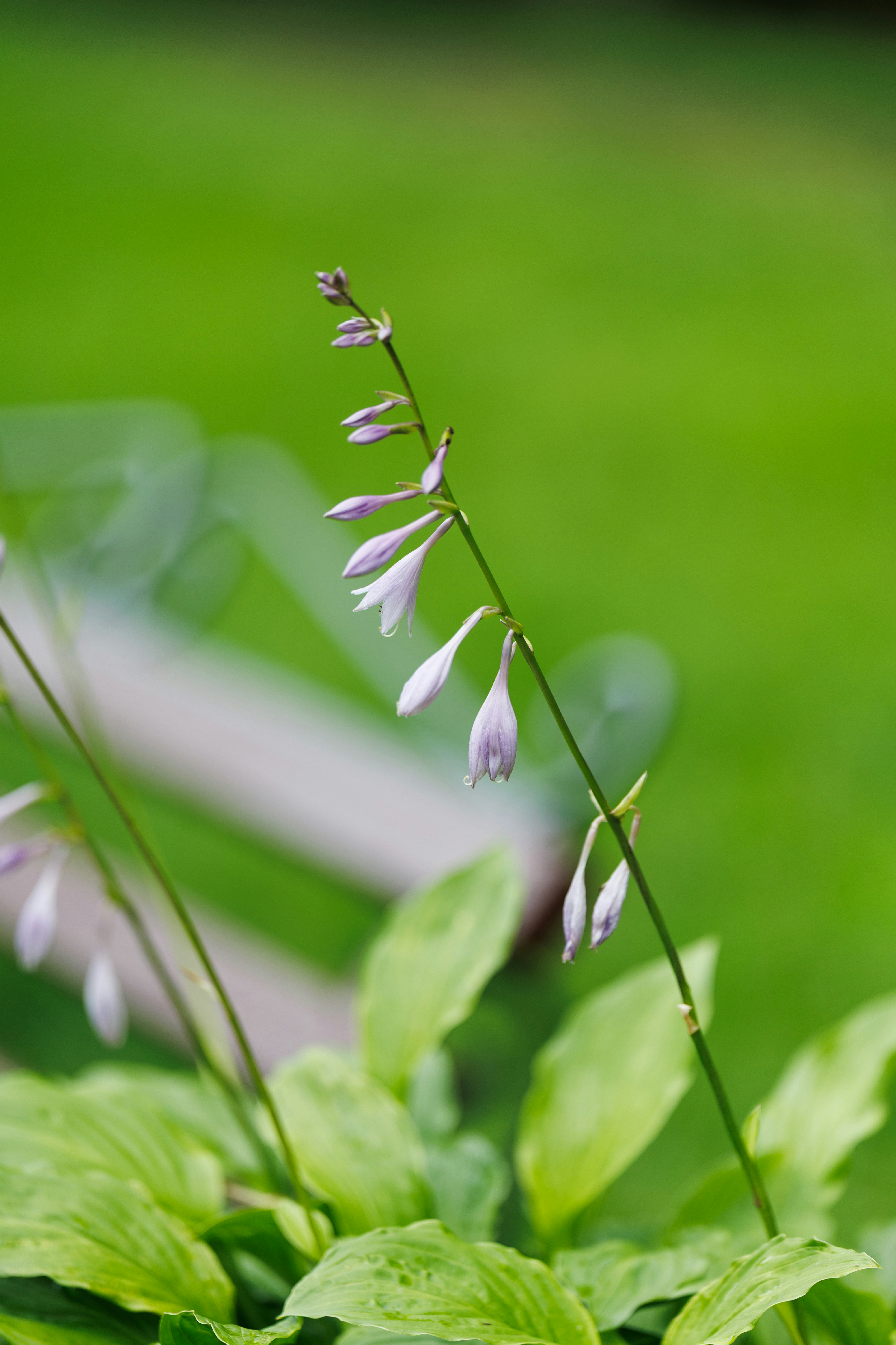 Delicate Lavender Spike Reaching Skyward