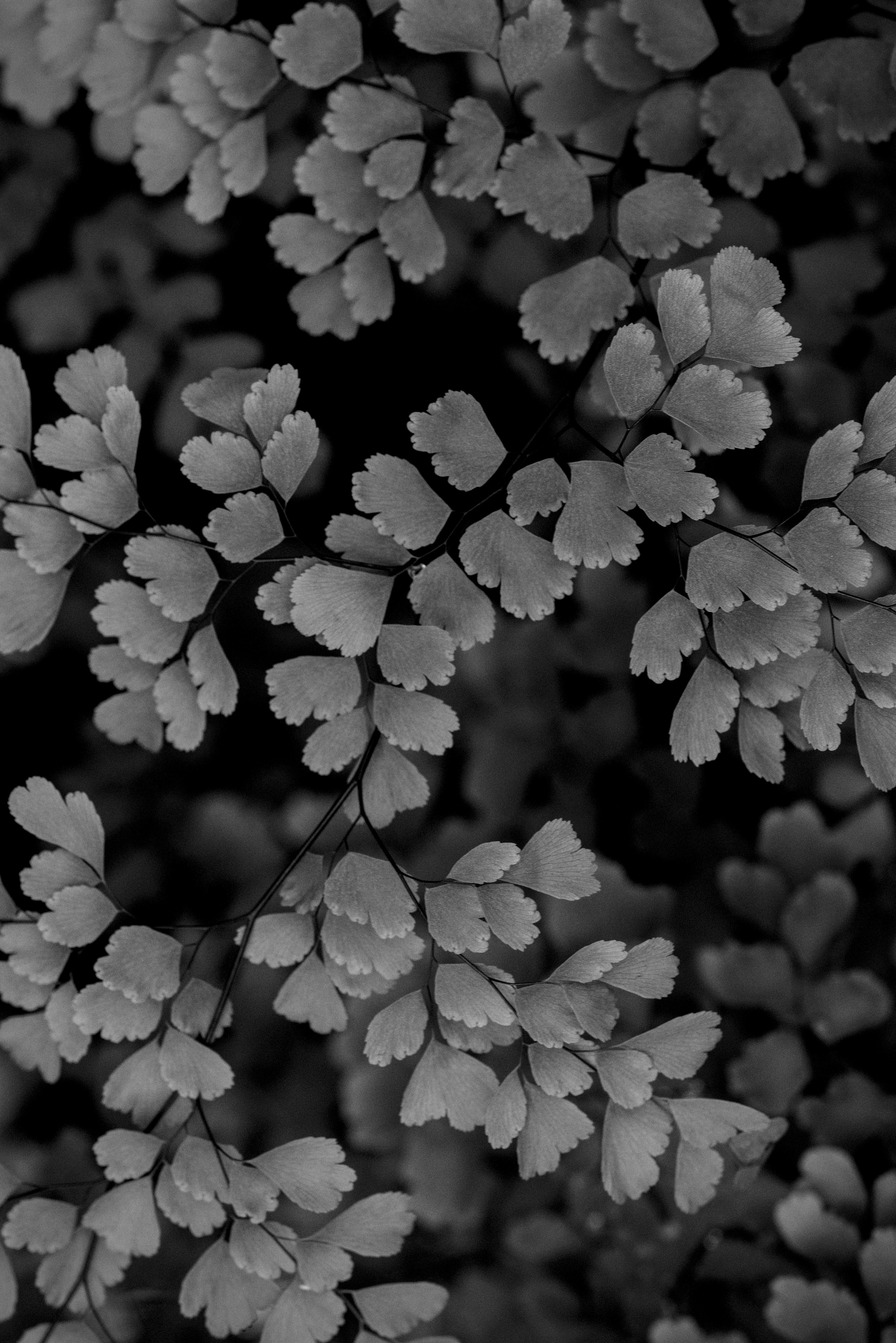 Monochrome Foliage: Delicate Fern Fronds in Quiet Backlight
