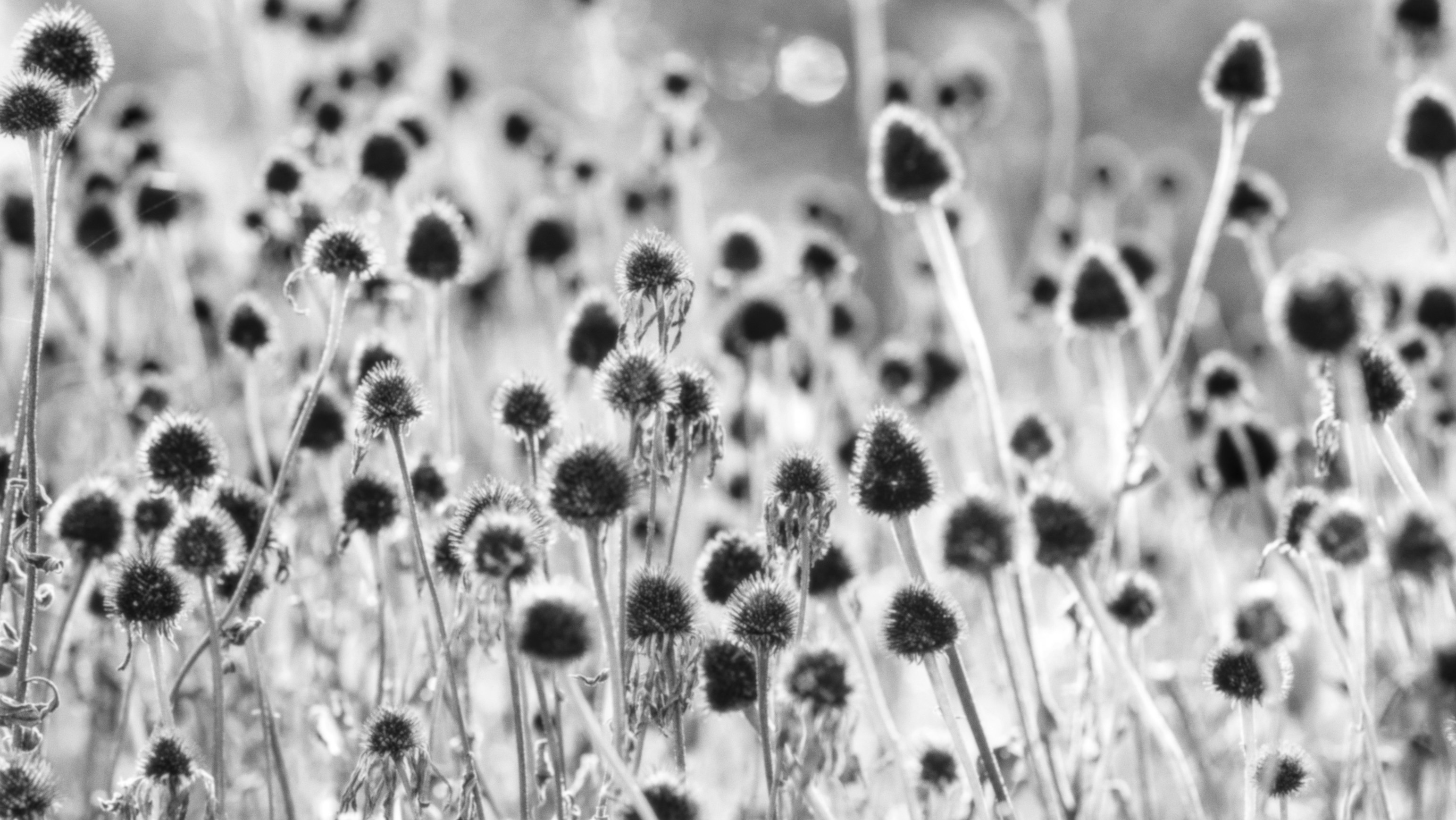 Field of Snaps: Quiet Monochrome Bloom in a Sea of Stems