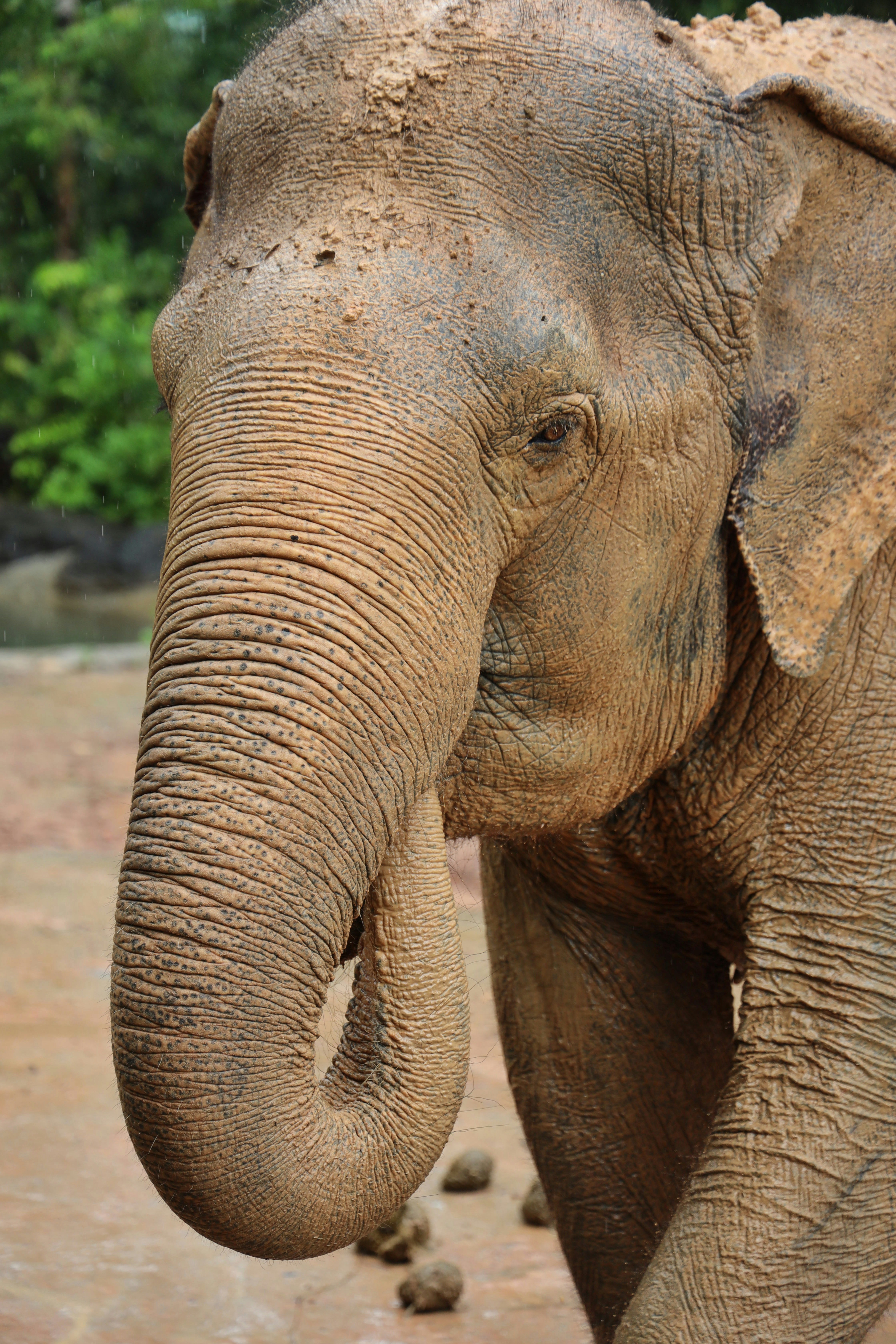 Wrapped Trunk of Focus: A Gentle Elephant Close-Up