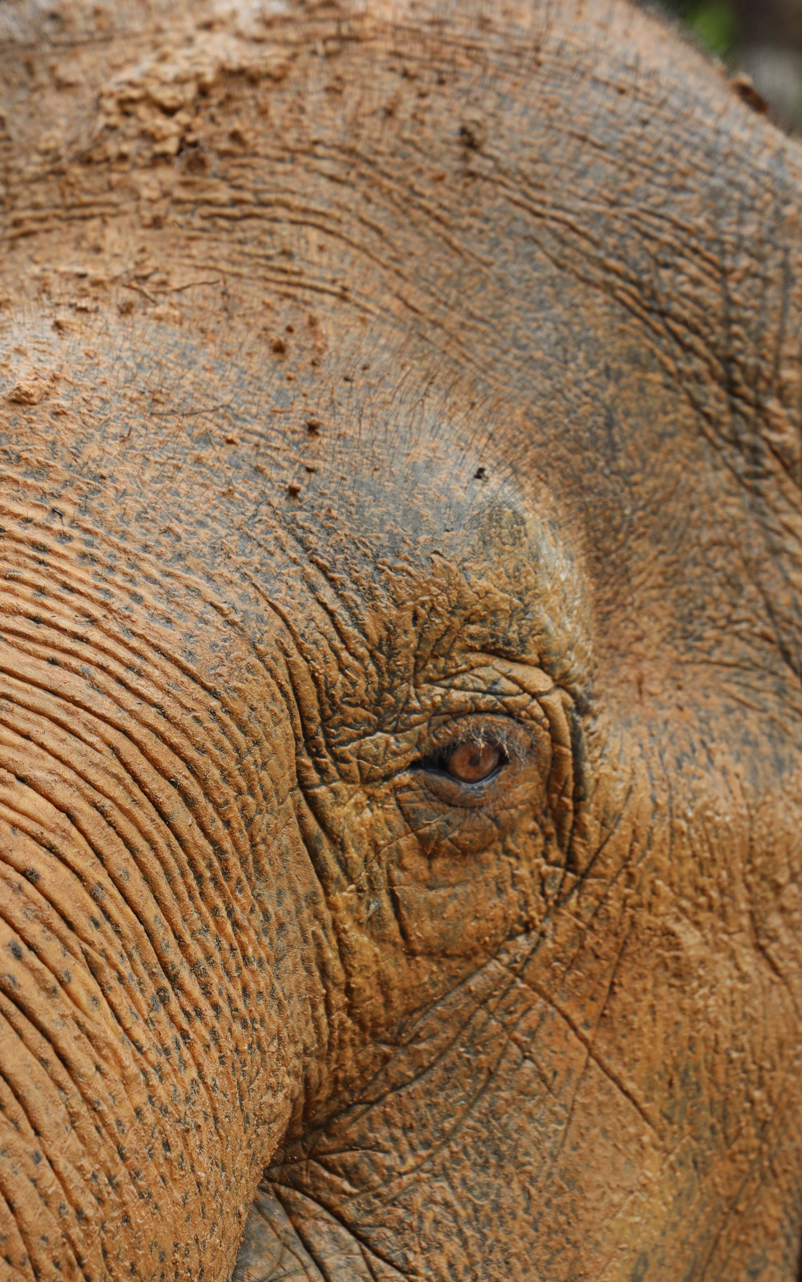 Line by Line: the wrinkled gaze of a calm pachyderm