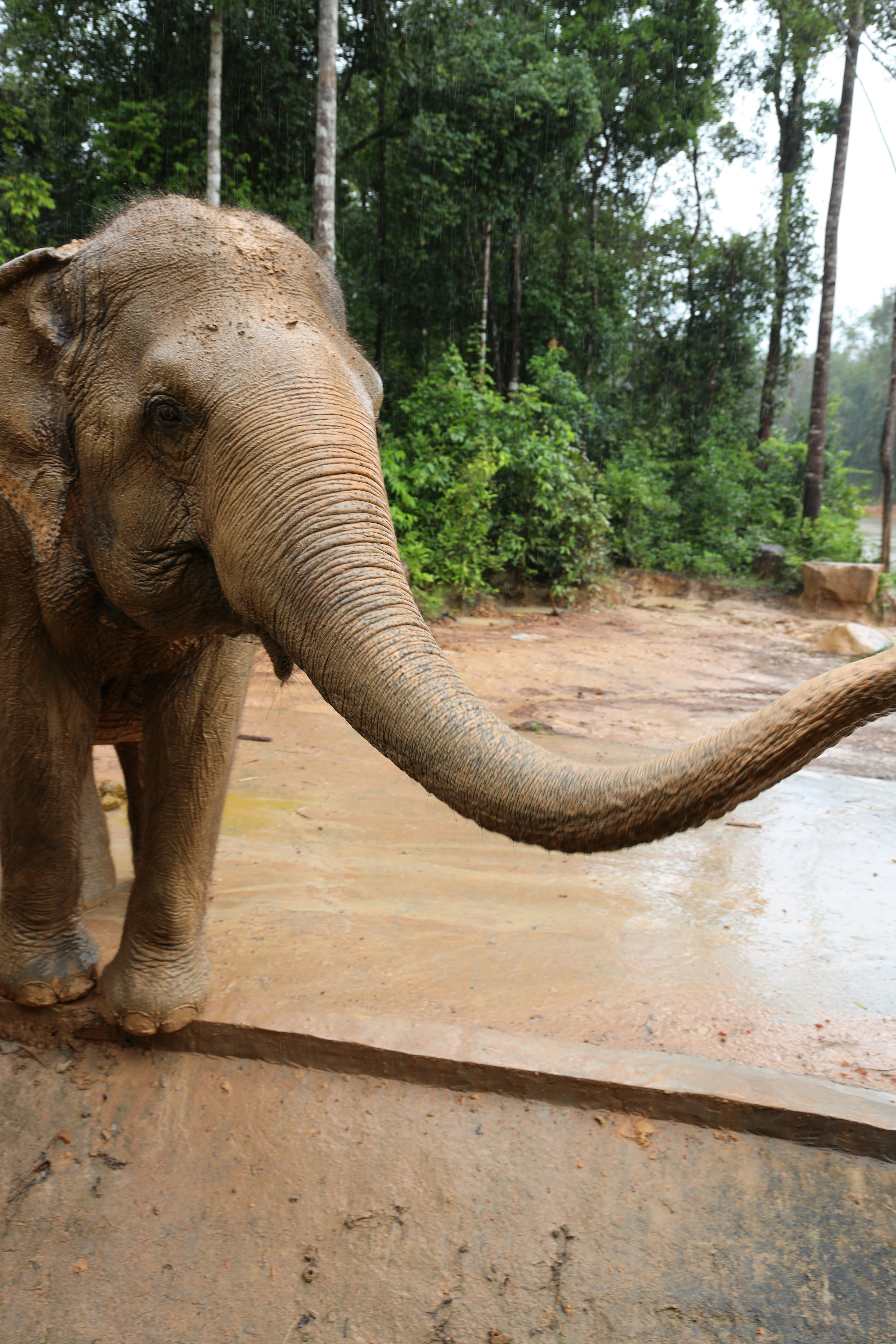 Mud-Splashed Trunk: An Elephant Reaches Across a Wet Clearing
