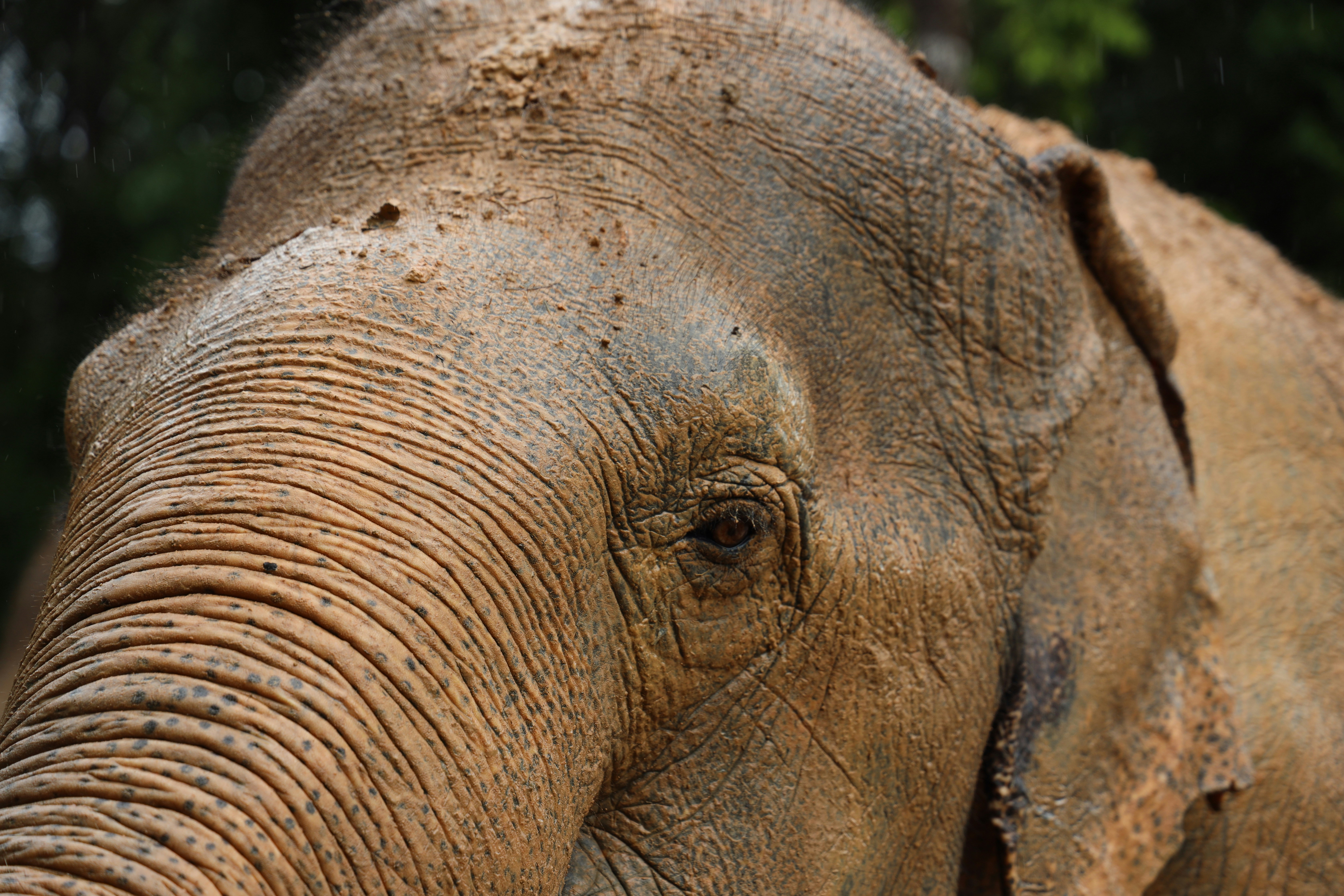 Close-up of Elephant Eye and Wrinkled Trunk Texture