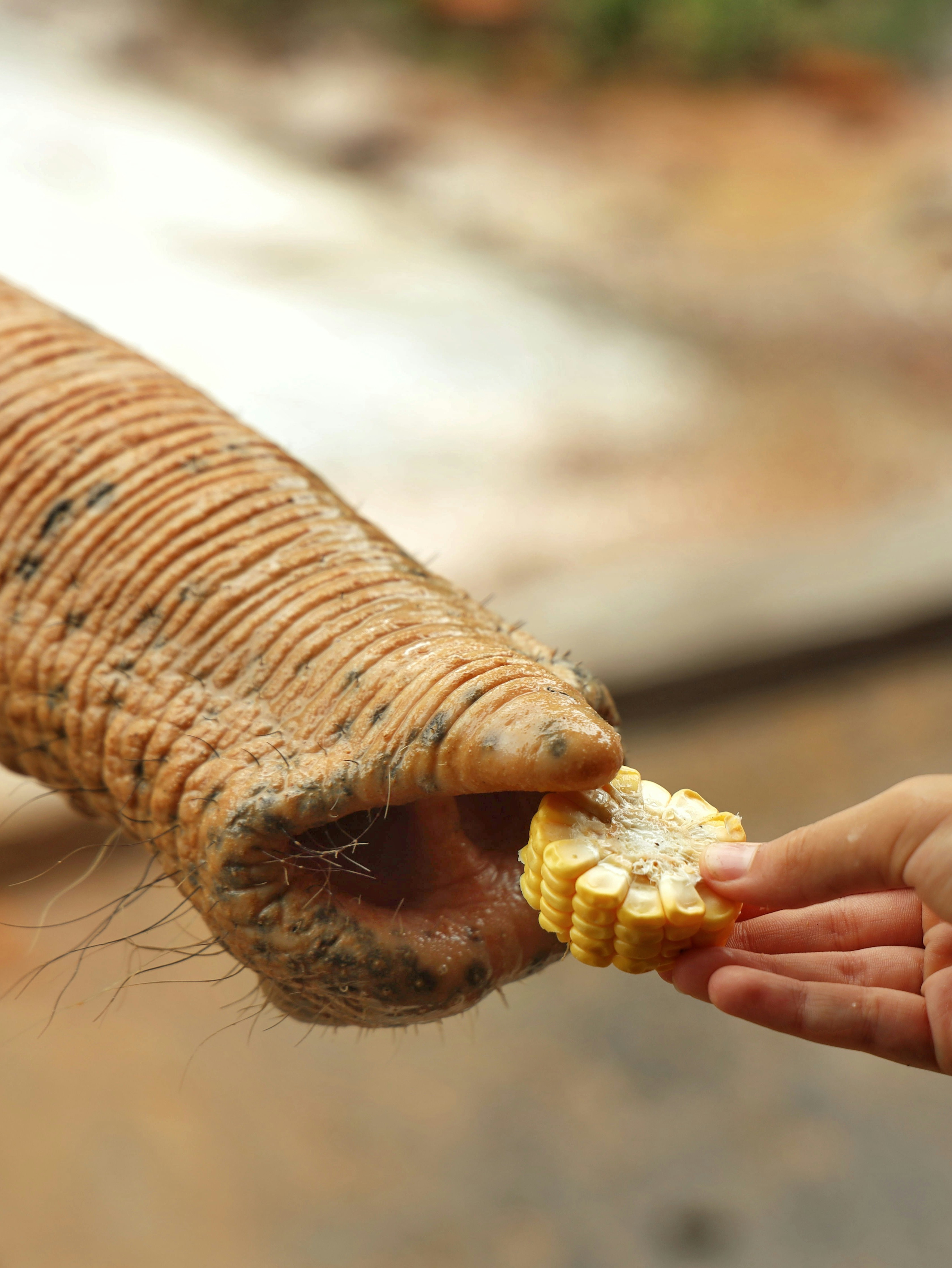 Handful of Corn for a Giant’s Bite
