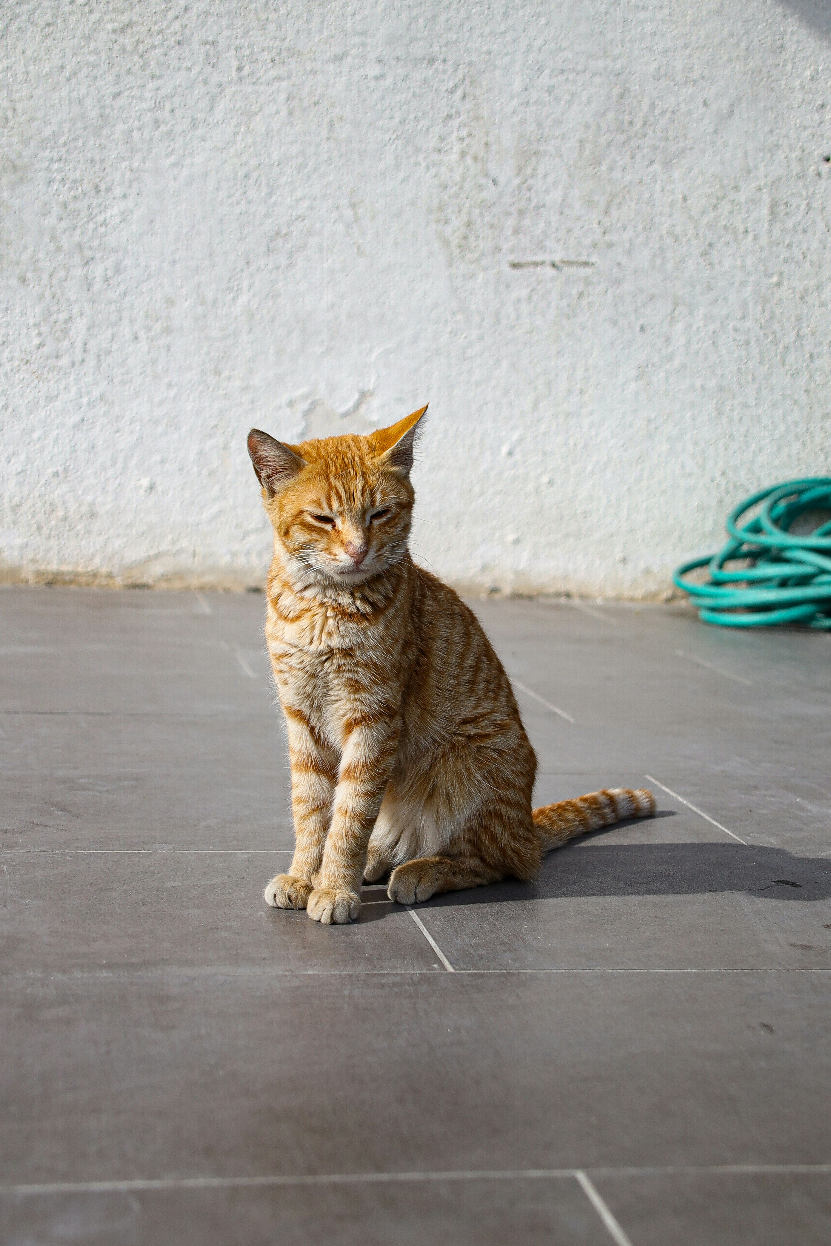 Sunlit Ginger Cat on Tiled Terrace with Garden Hose