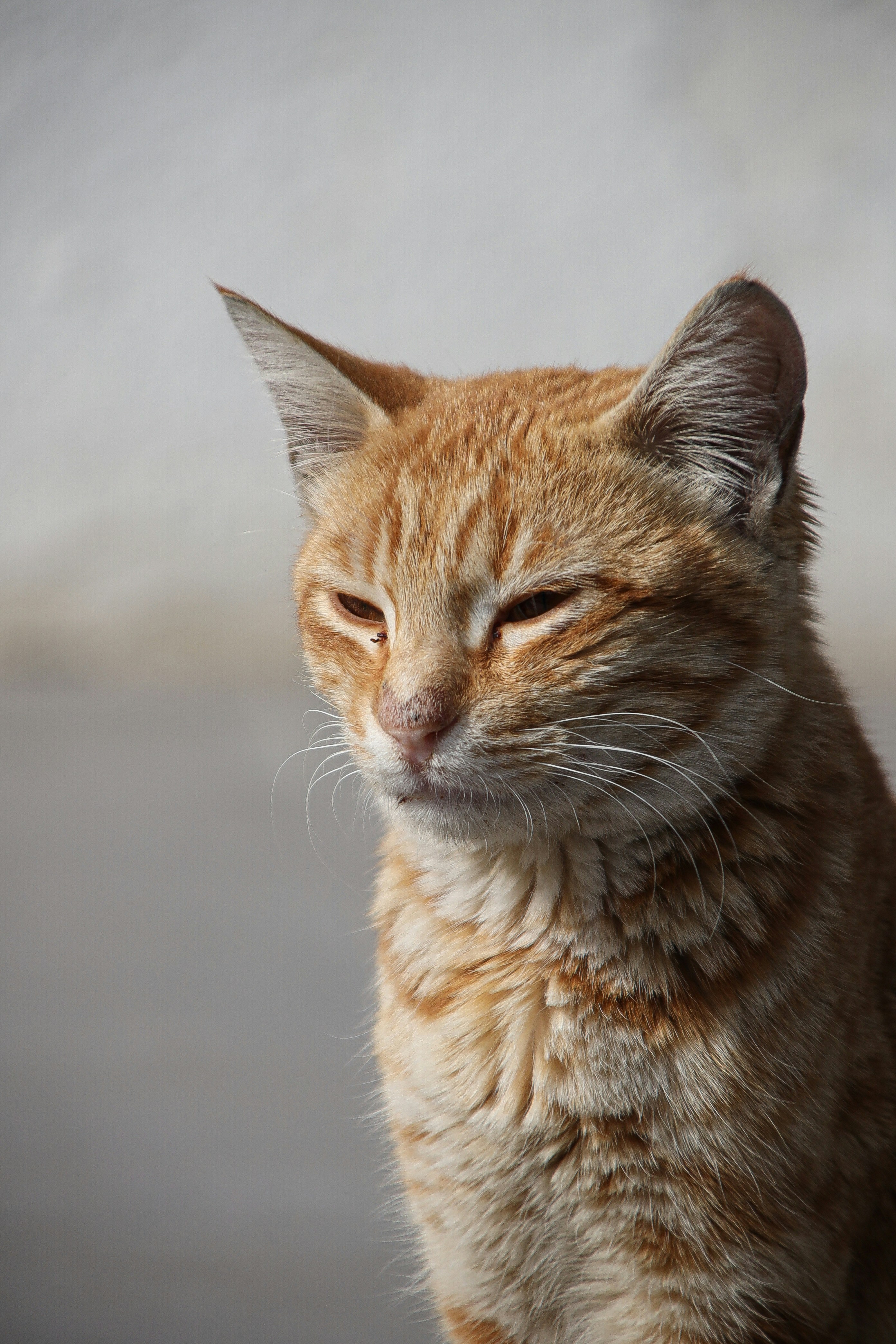 Amber Cat in Quiet Light