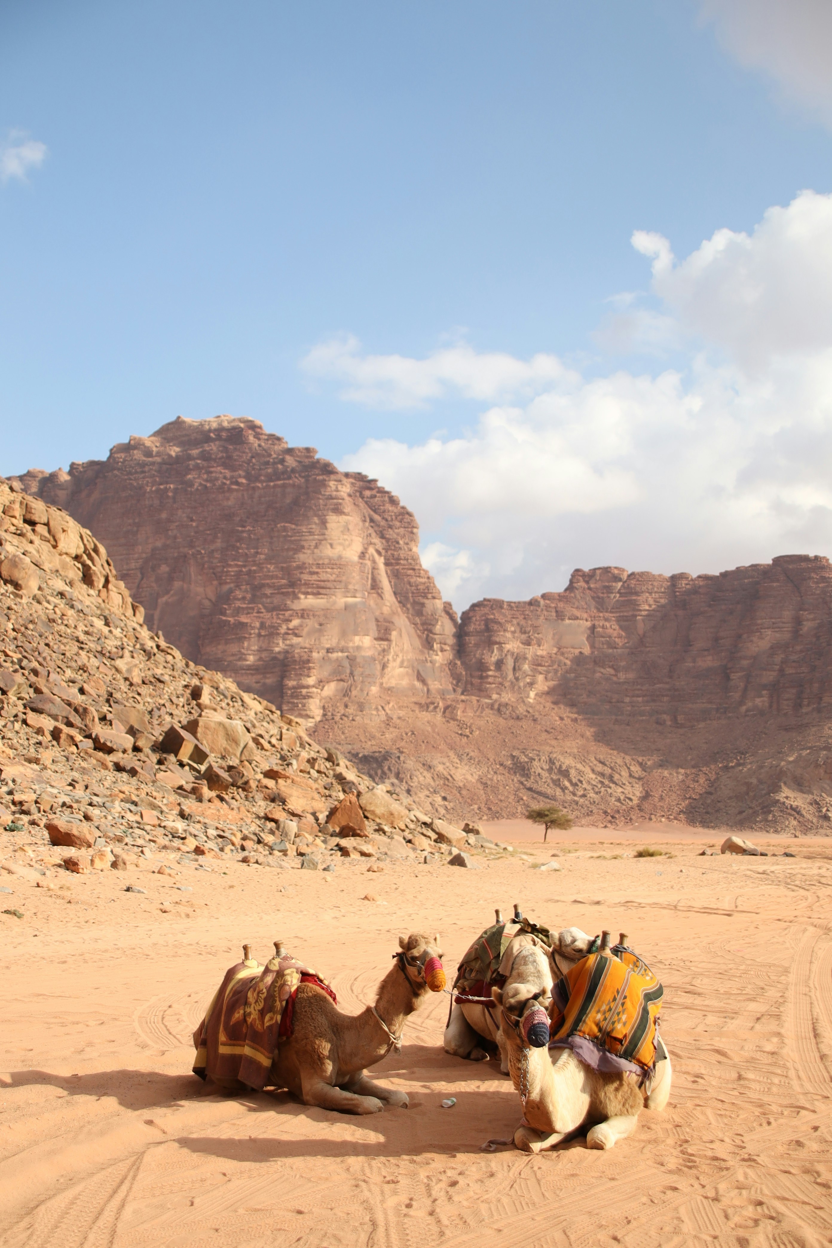 Desert Caravan Rest beneath Ancient Cliffs