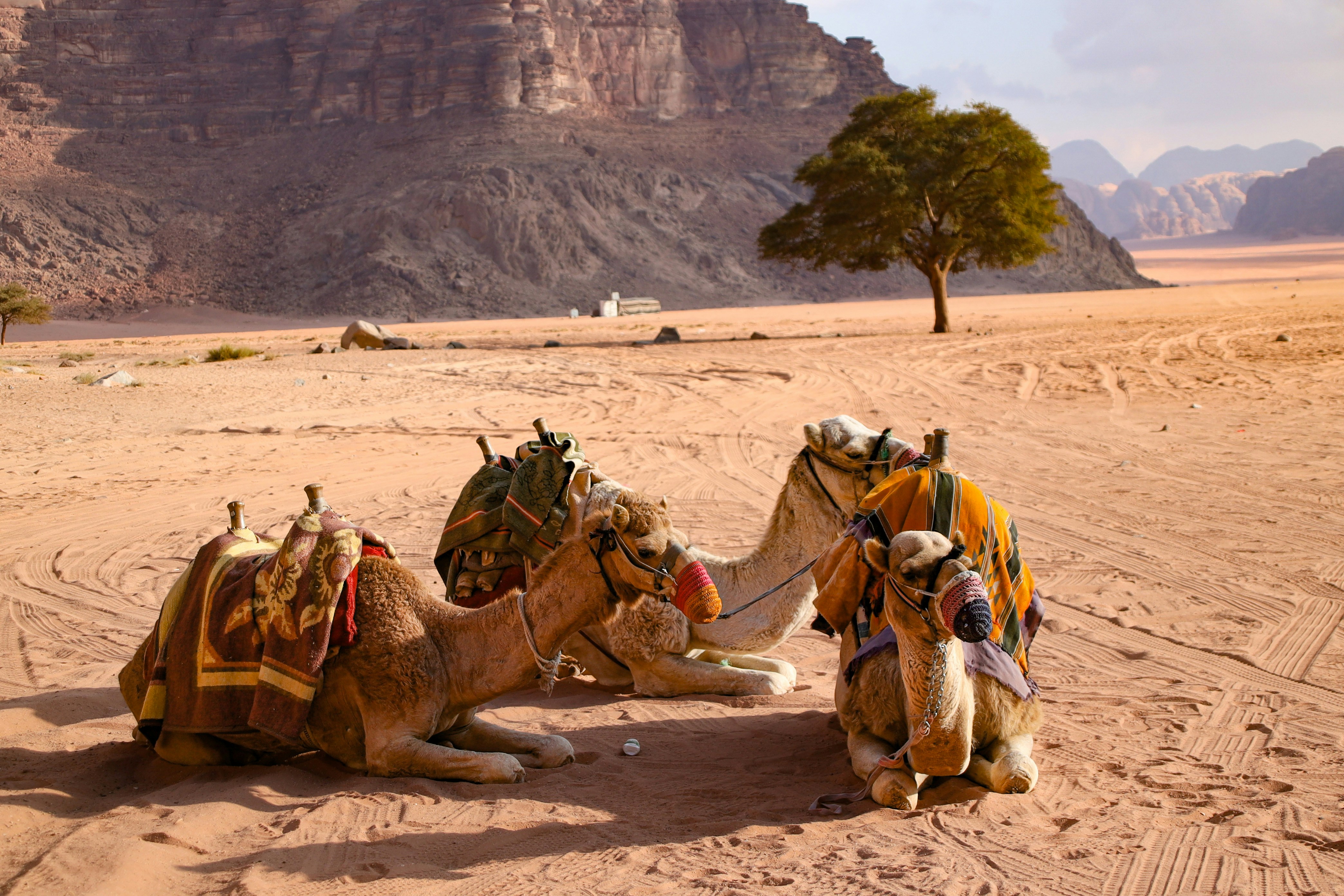 Desert Camp: Three Camels Rest under a Lone Tree