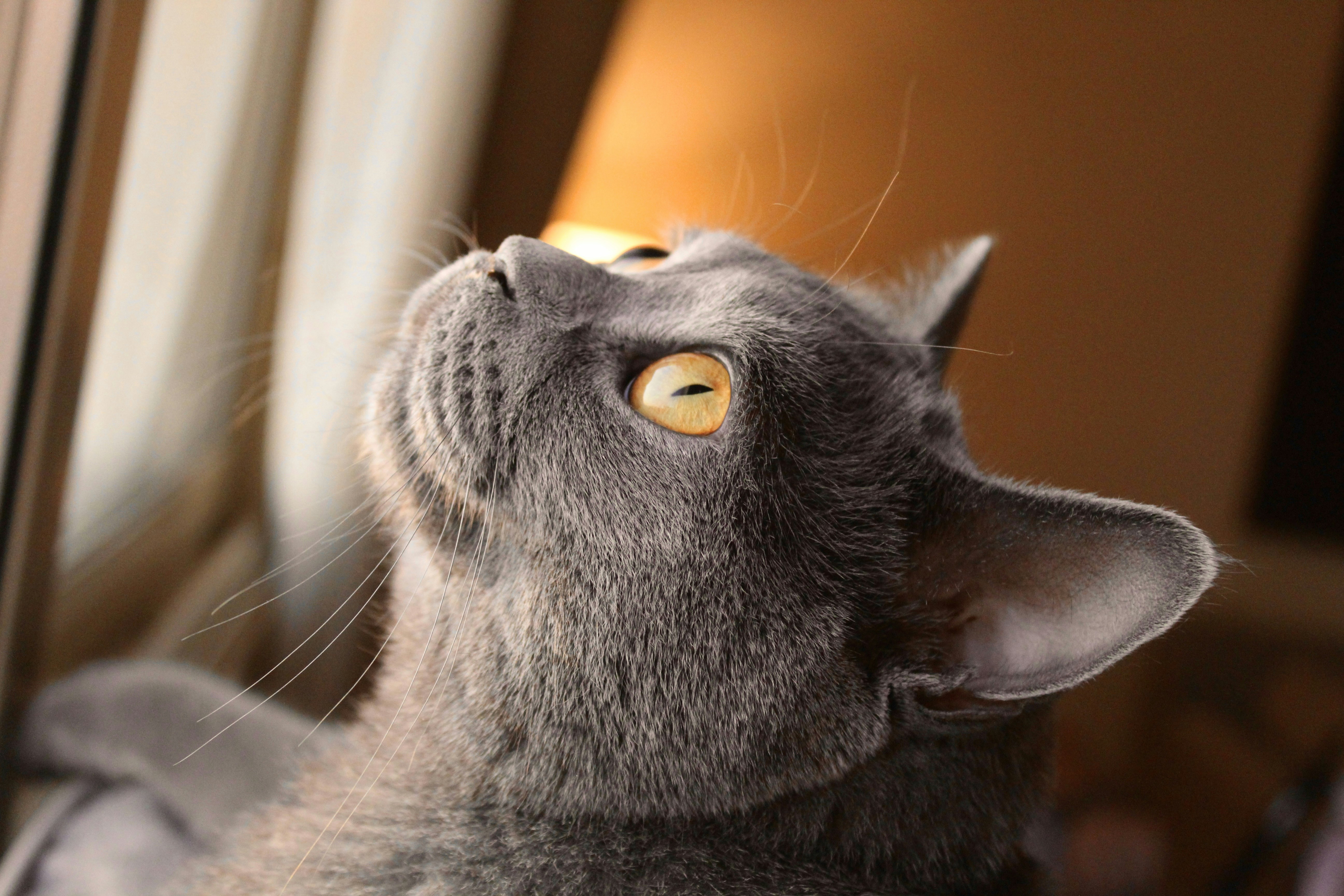 Curious Gaze by the Window light