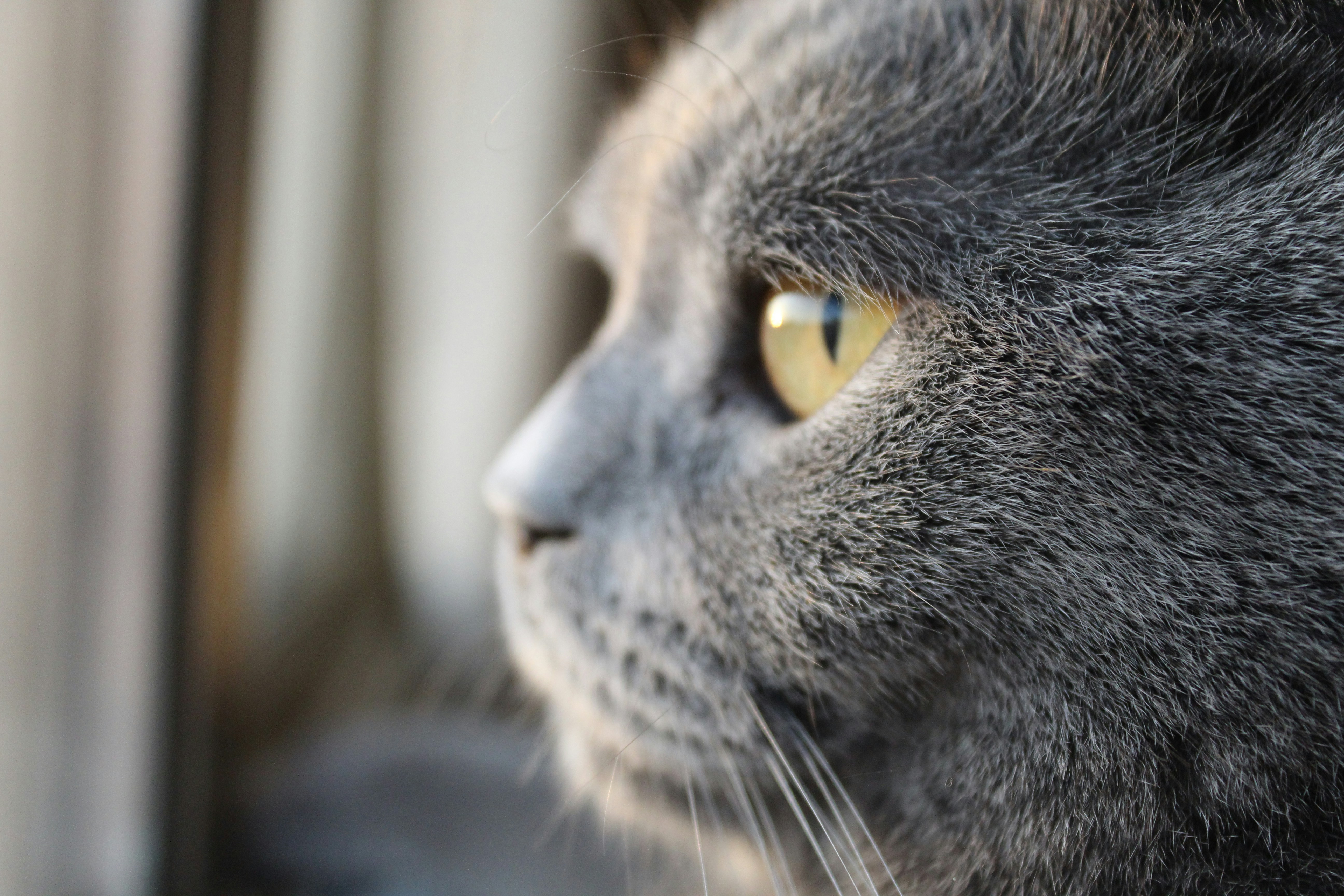 Close-up of a contemplative cat gazing toward a sunlit window