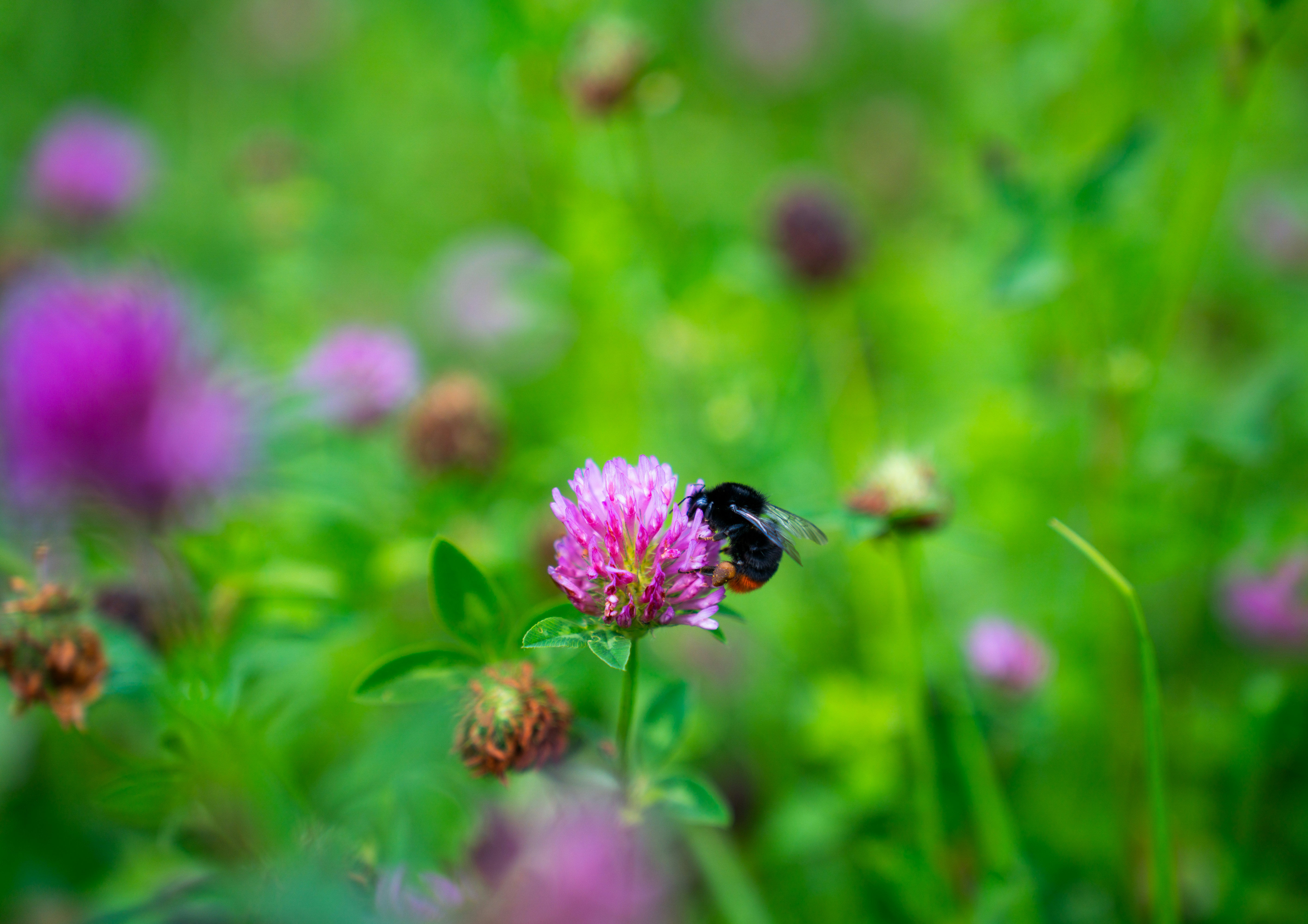 Pollinator at the Purple Crown: A Bumblebee on a Meadow Bloom