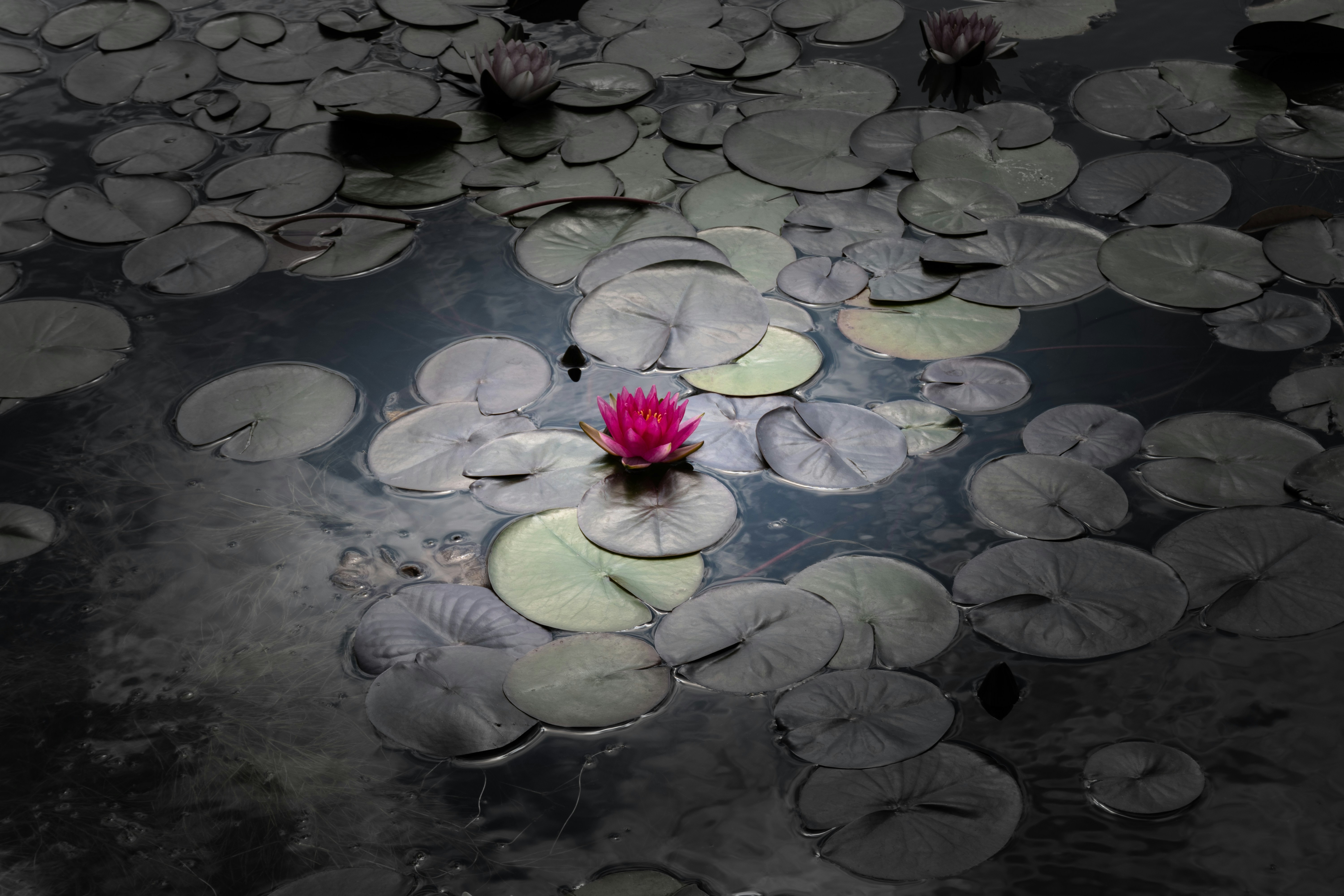 Pink Waterlily Echo in a Quiet Pond