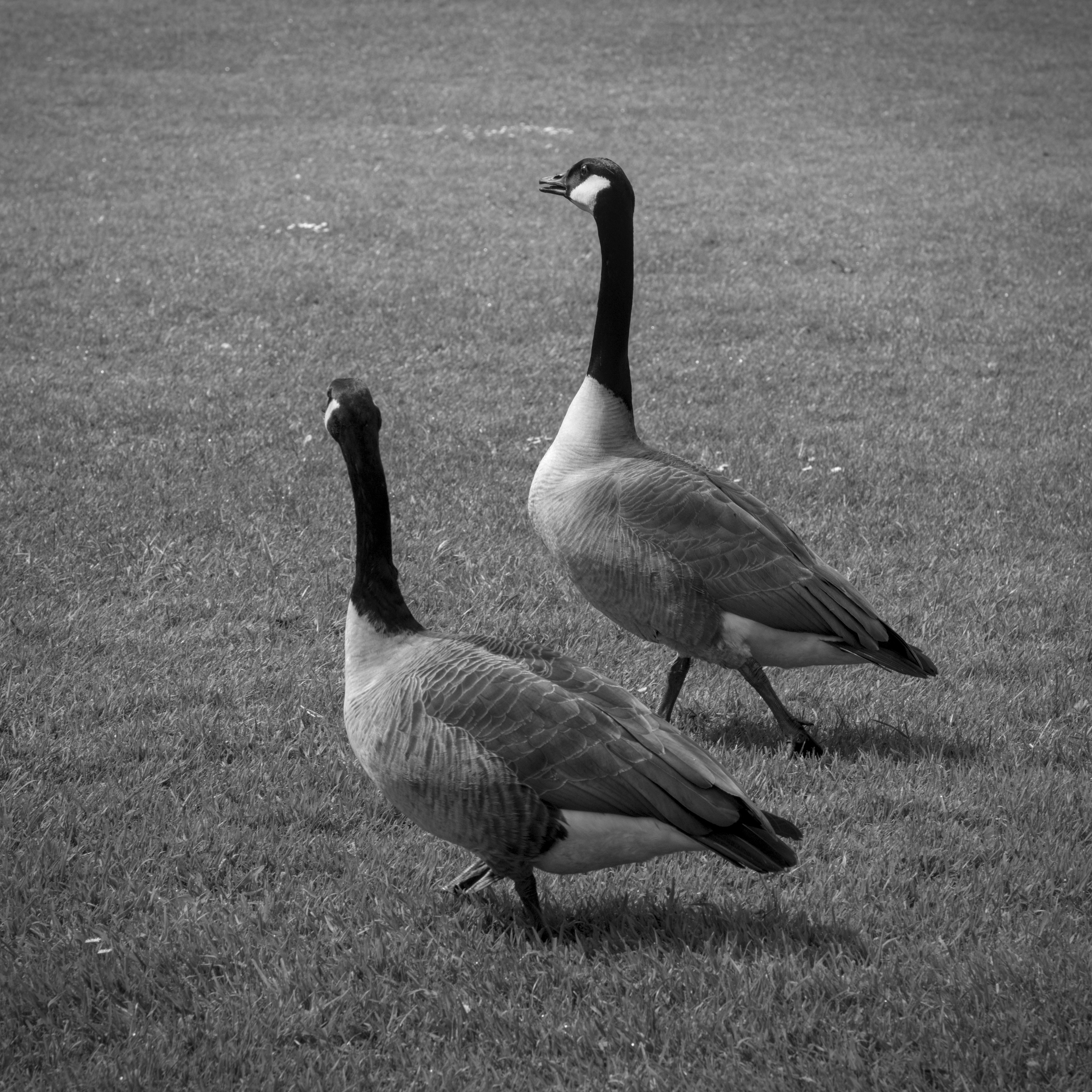 Two Canada geese stand alert in a grassy field, captured in monochrome to emphasize form and contrast.