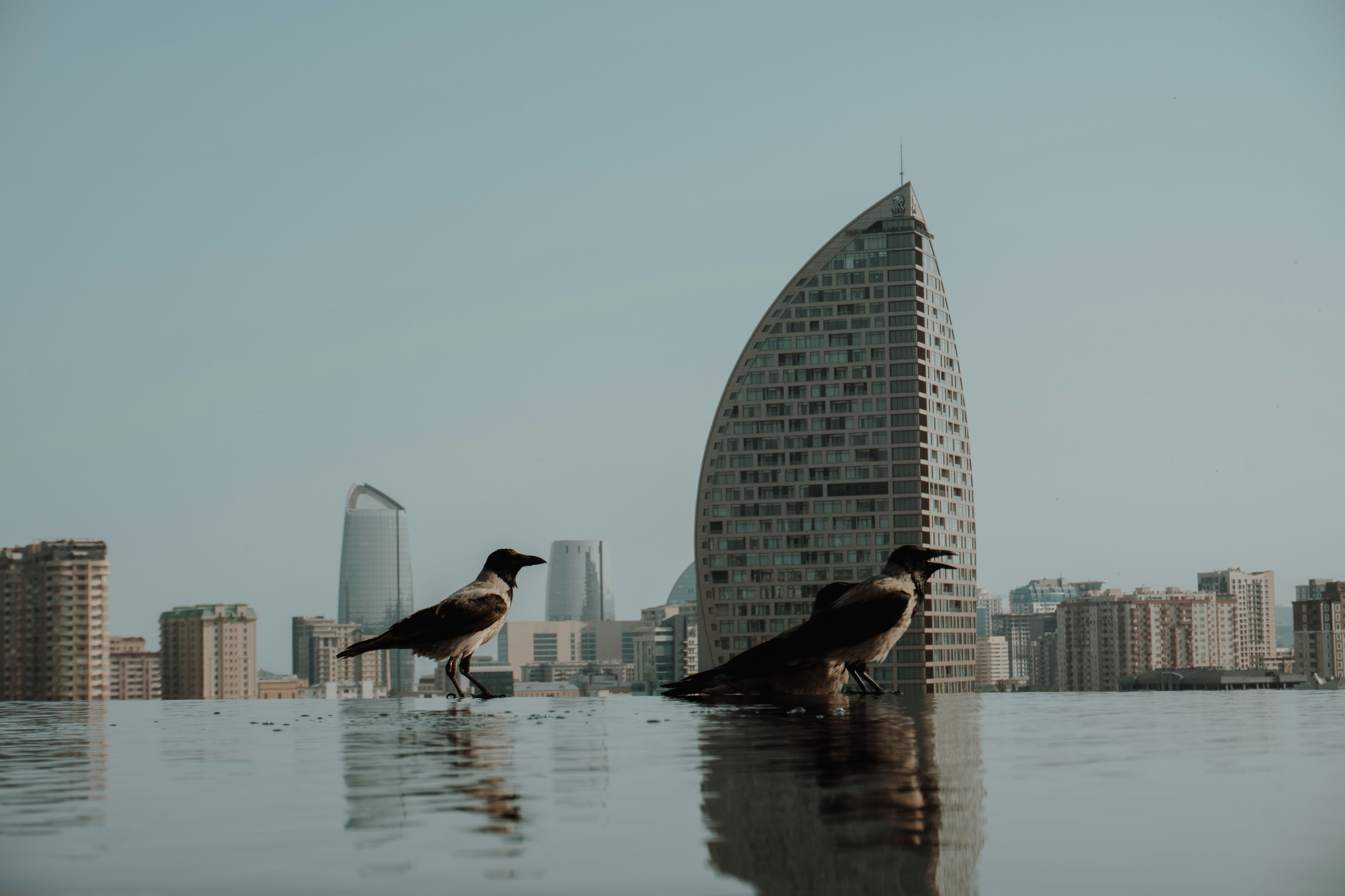 Rooftop Watch: Two Crows Amid a Modern Skyline