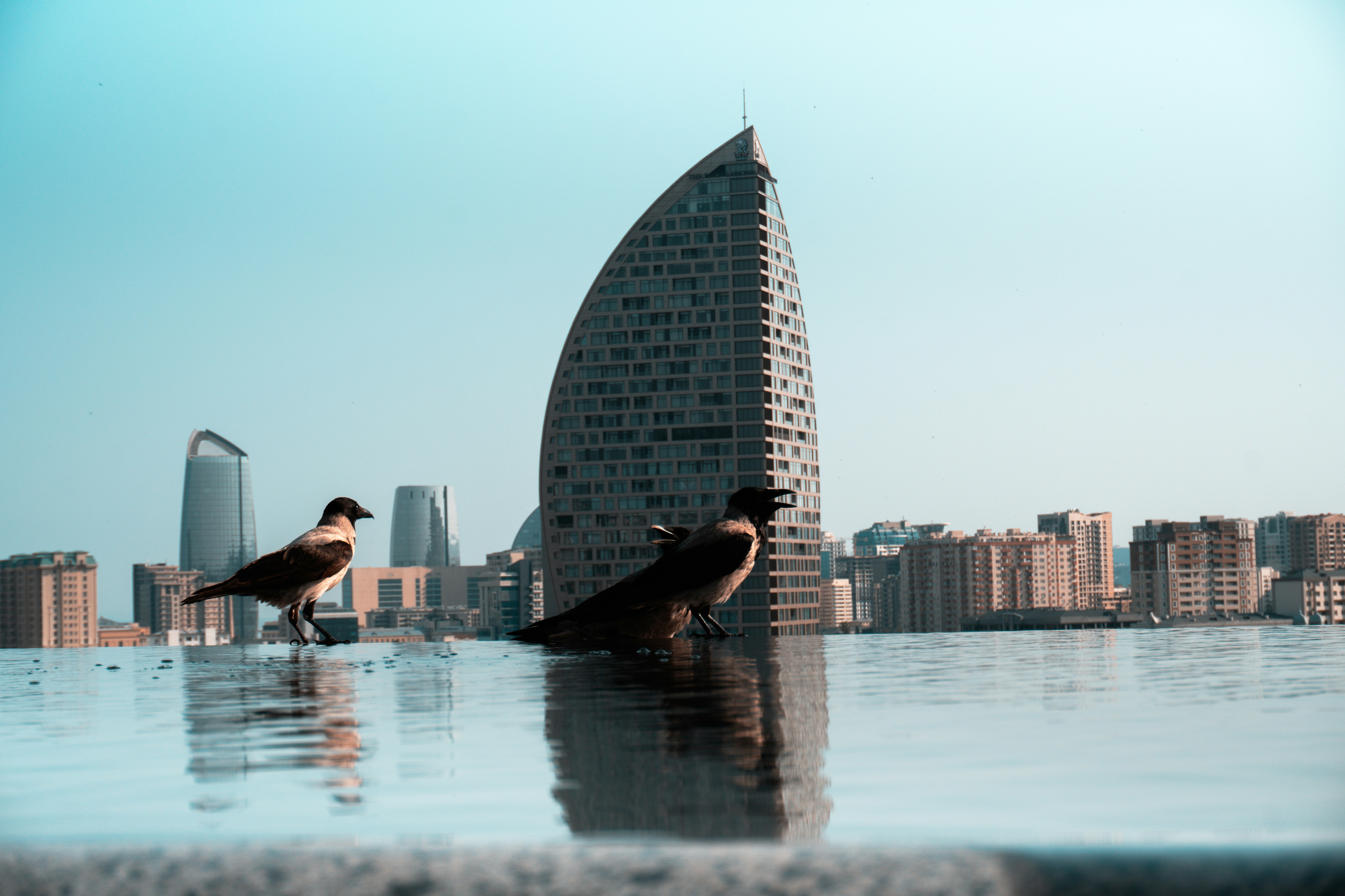 Raven Echoes: Urban Birds at Water’s Edge