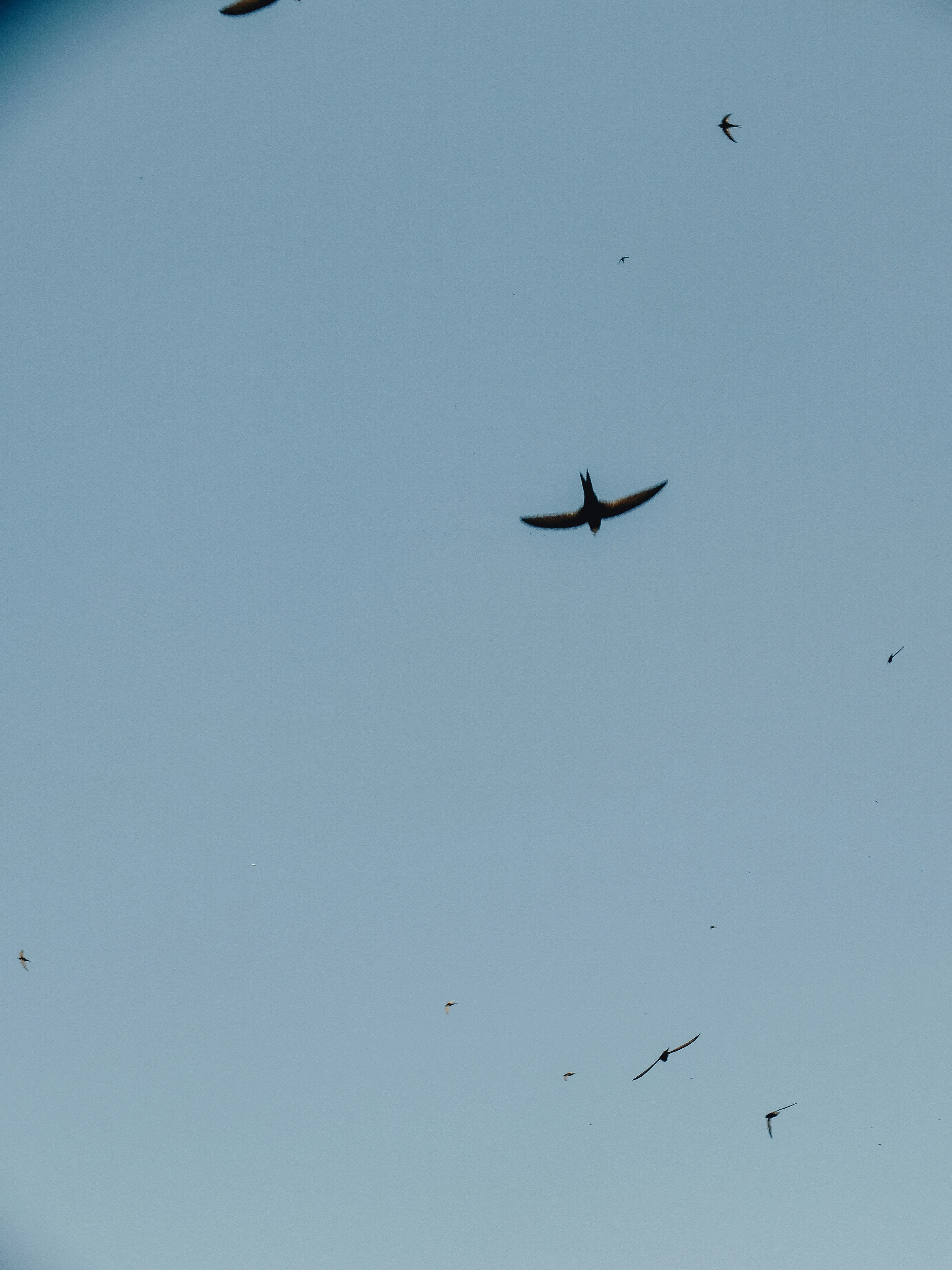V-formation Fragments: Streaks of Flight in Quiet Sky