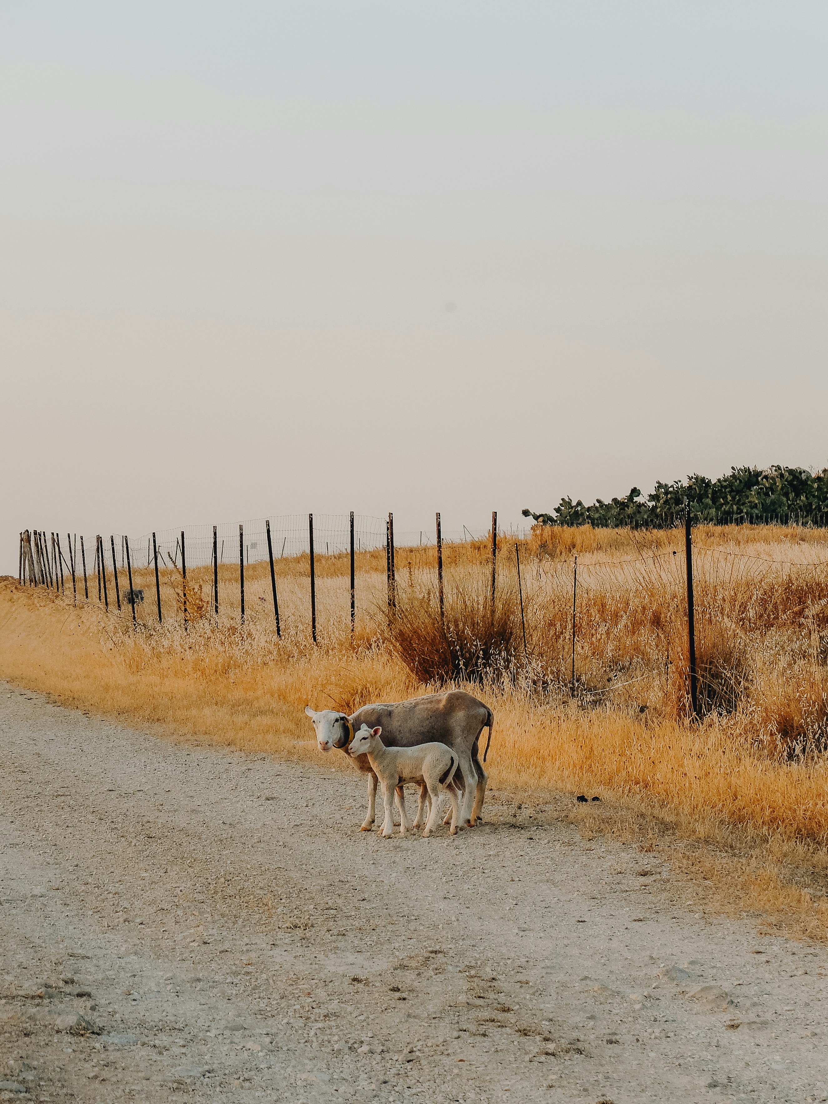 Grazing Pair at Dusk Along a Dusty Rural Road