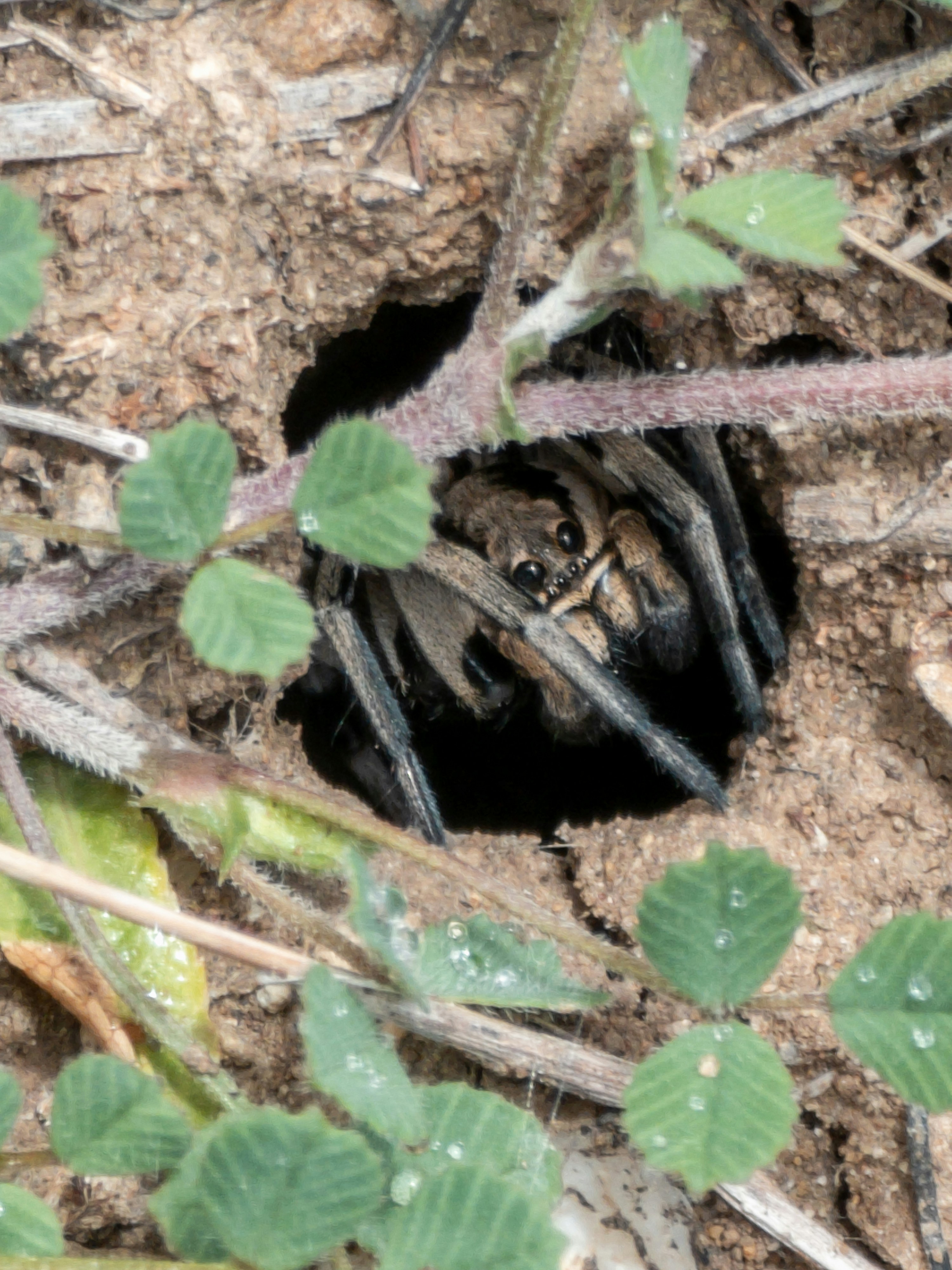 Emerging from the Burrow: A Spider’s Quiet Gaze from Within the Soil