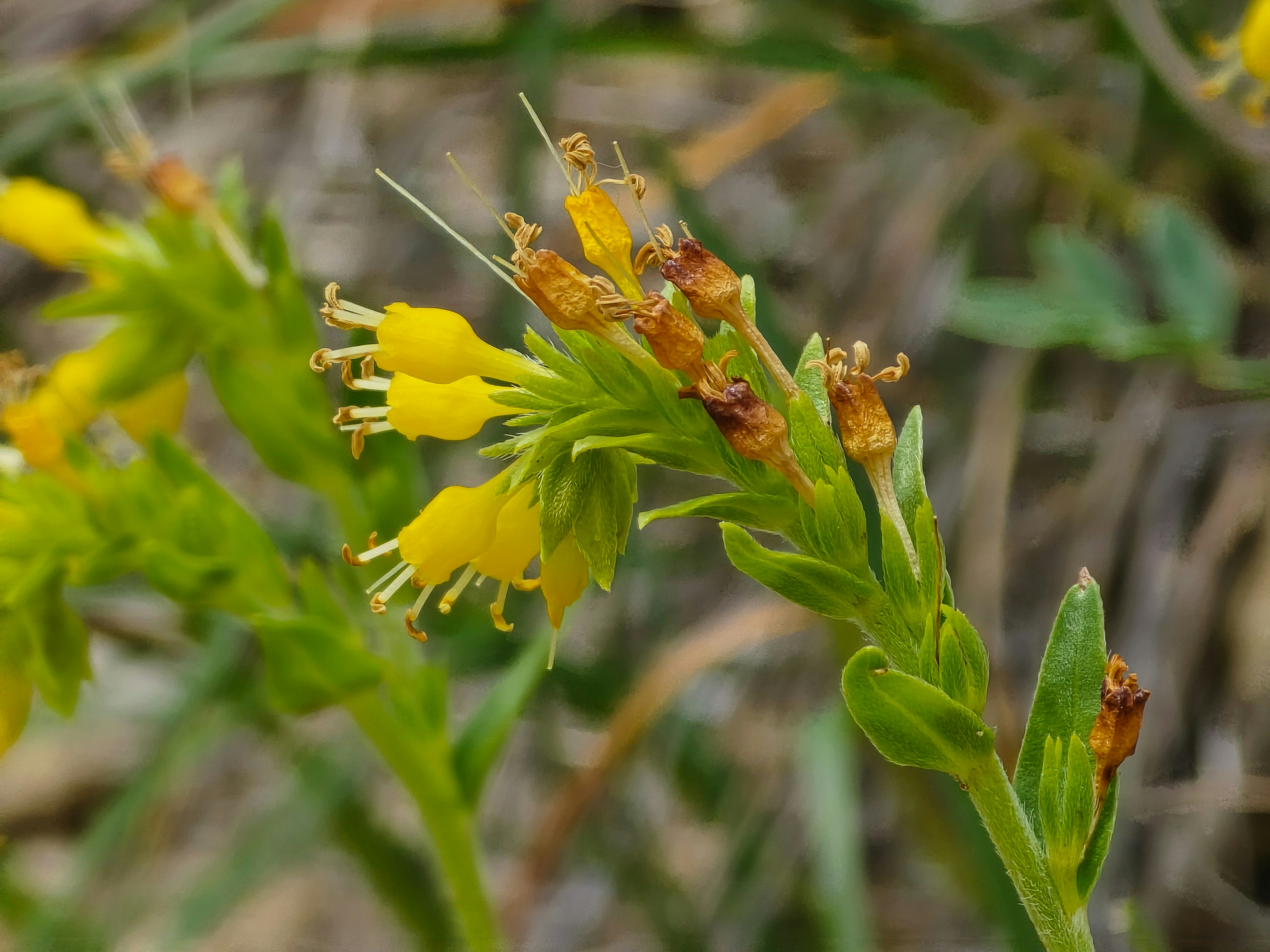 A close-up shot captures the delicate yellow flowers of Lithospermum incisum, also known as narrowleaf stoneseed. The vibrant blooms stand out against the blurred natural background of green foliage.