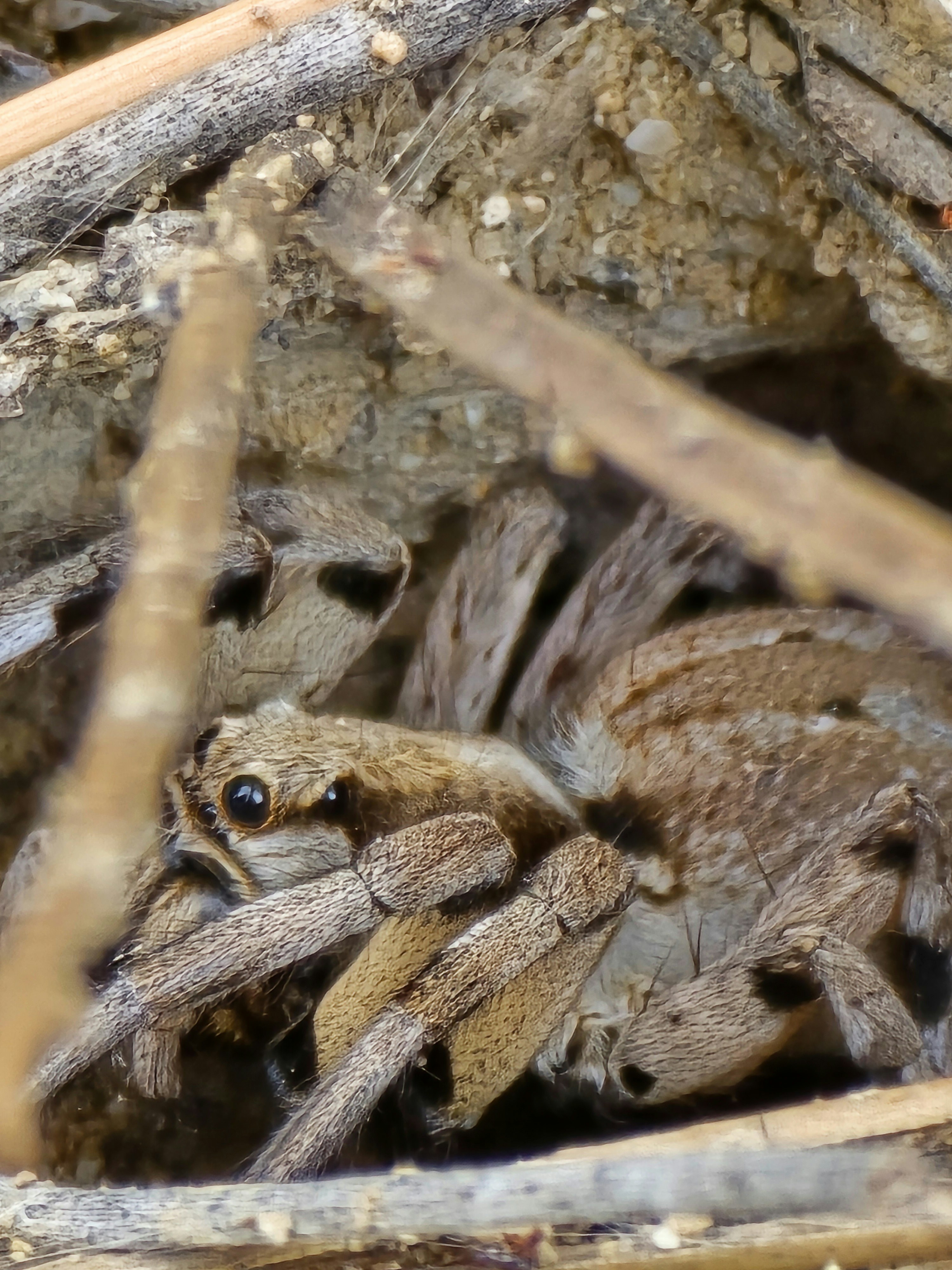 Hidden Eyes in the Tangle: A Wolf Spider's Burrow