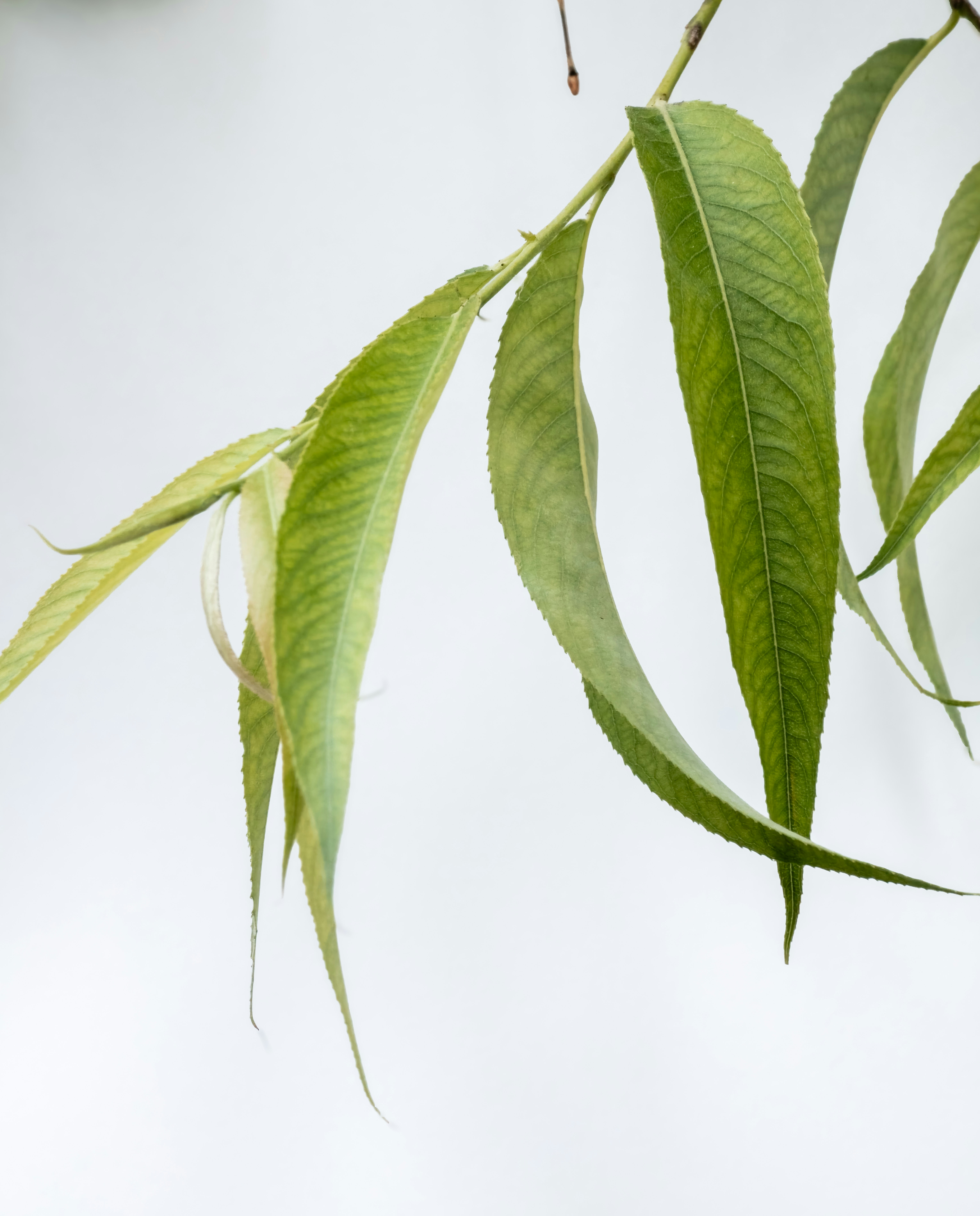 Green Fringe: A Close-Up of Willow Leaves Against a Soft Sky