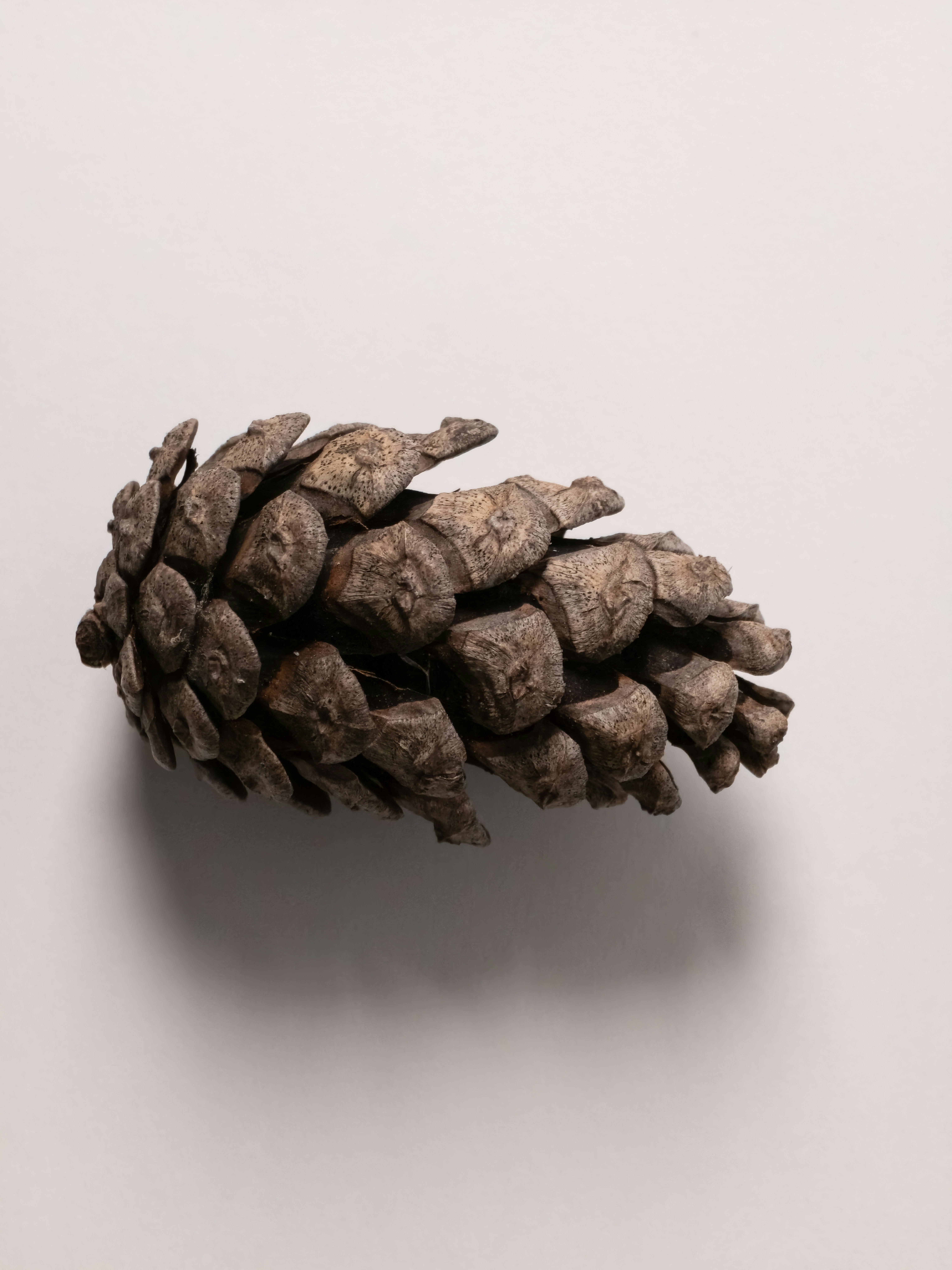 Pinecone in Focus: A Quiet Textured Moment