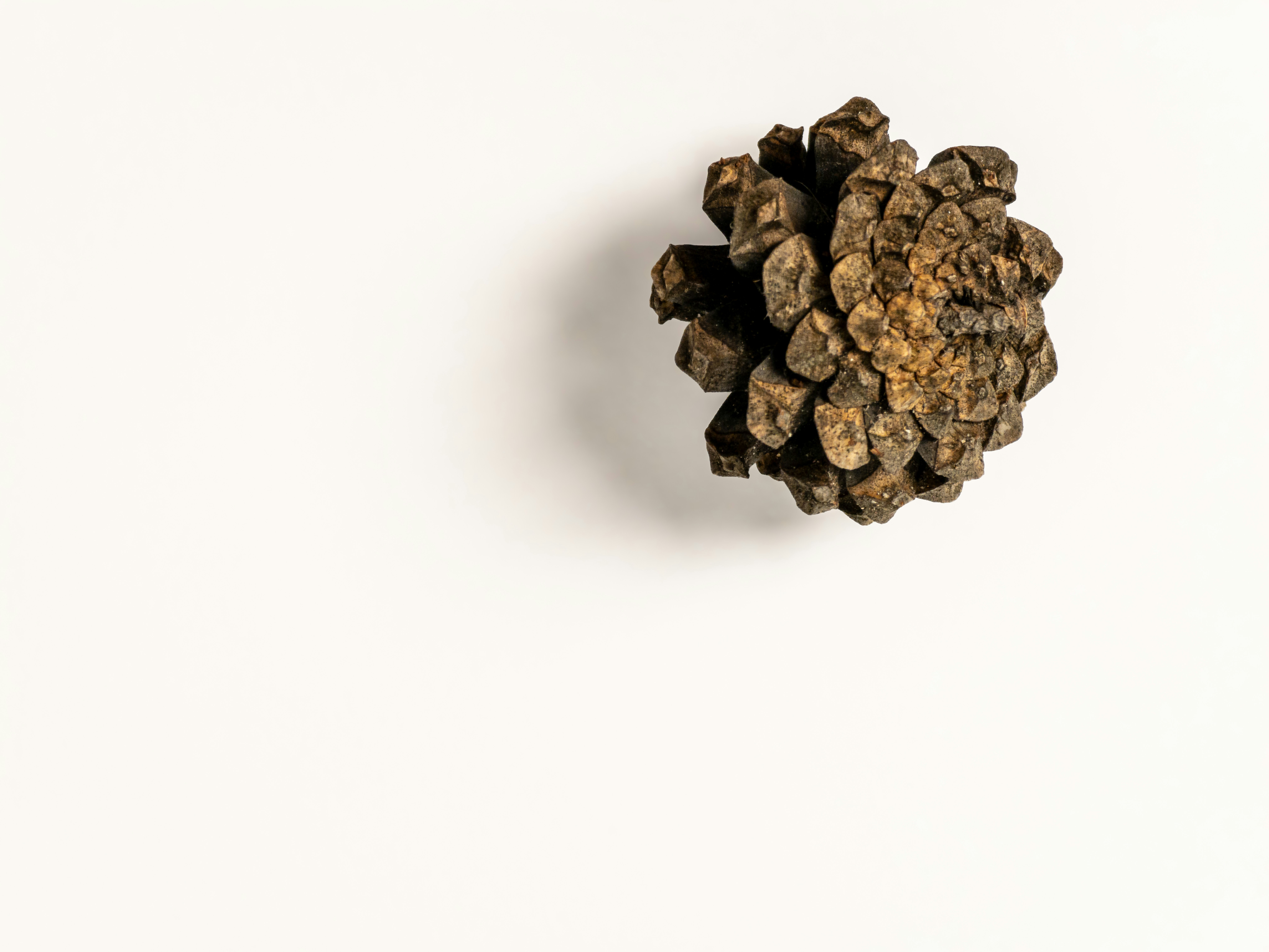 Solitary Pine Cone on Ivory Backdrop