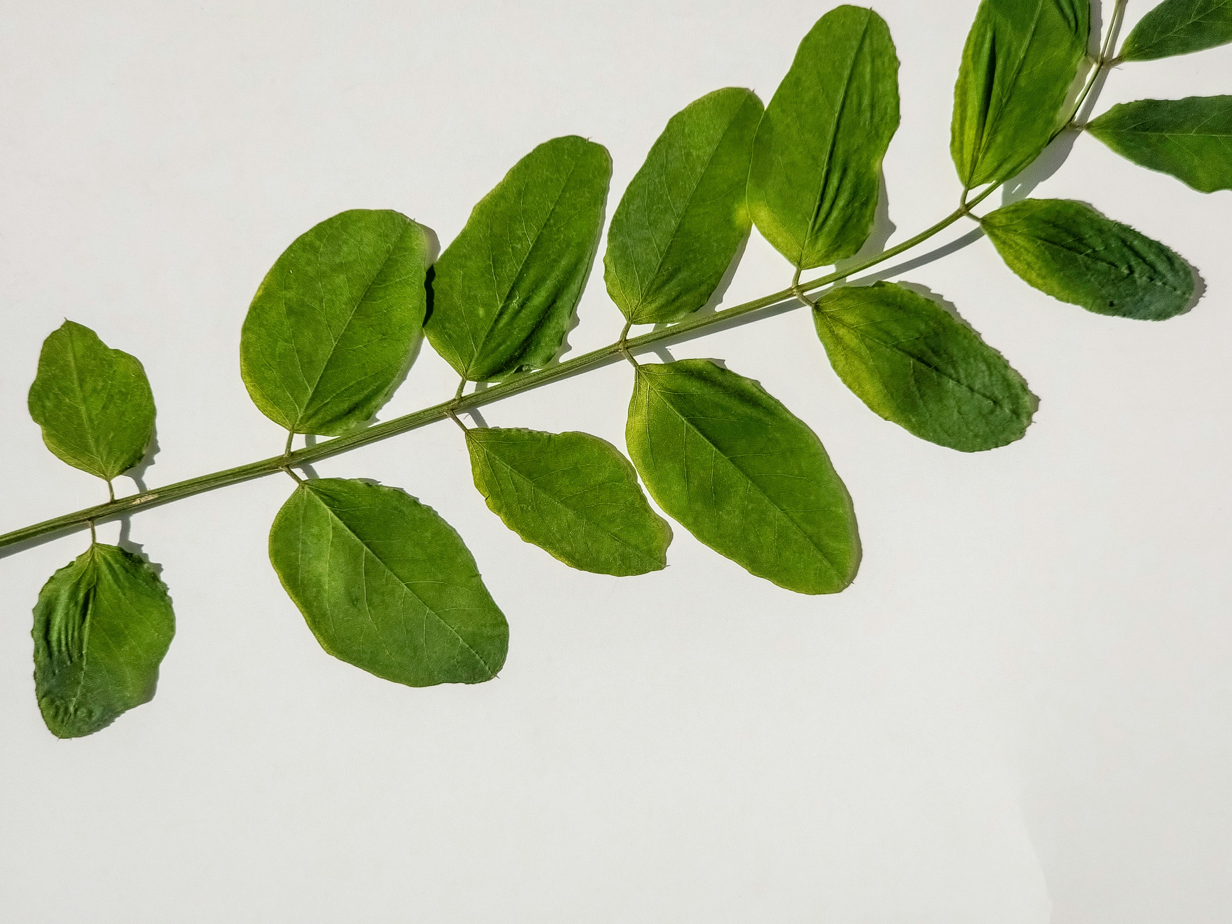 Simple Green Stem Crossing a White Canvas