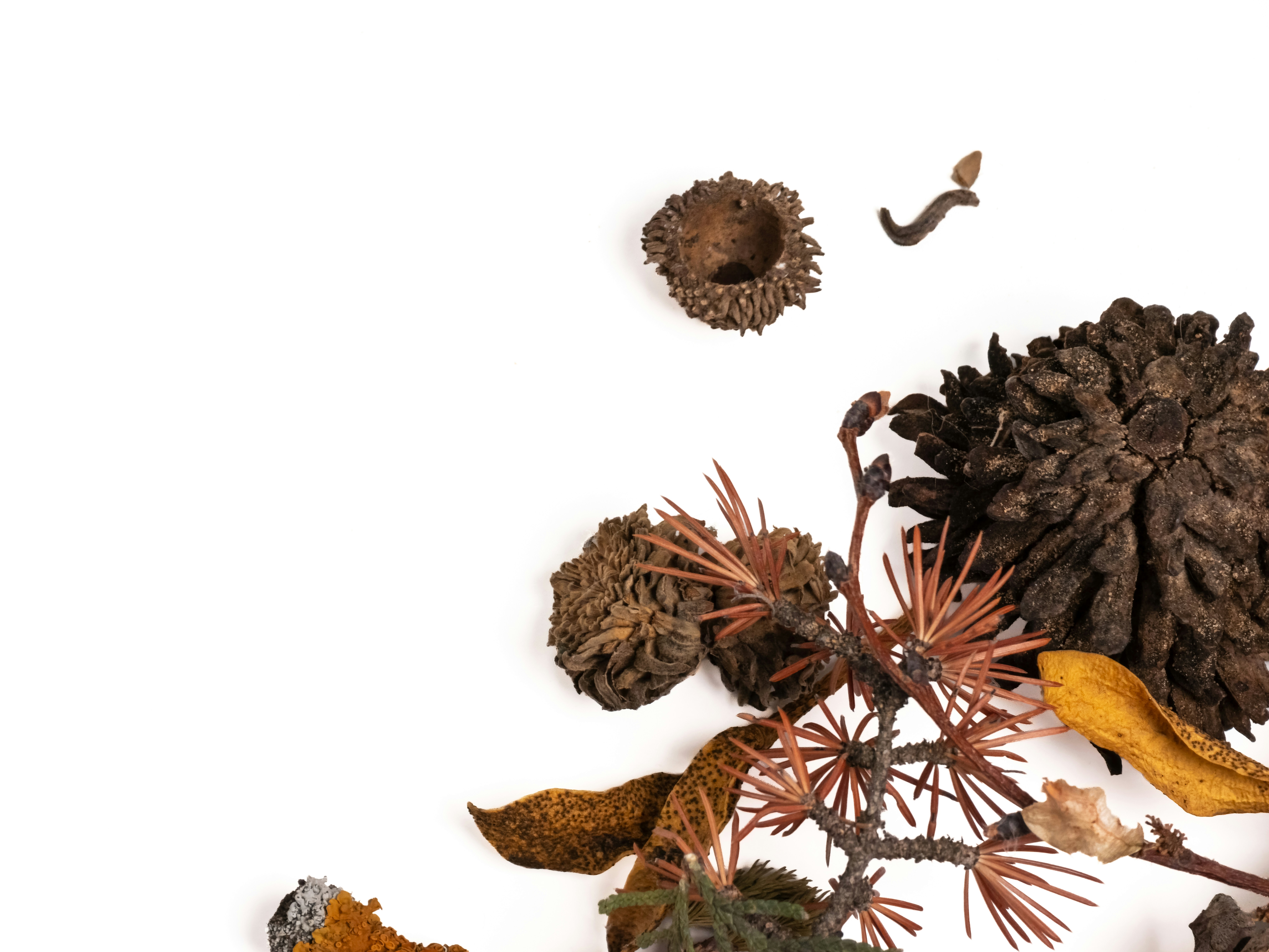 Dried Botanicals in Focus: A Quiet Study of Texture and Form