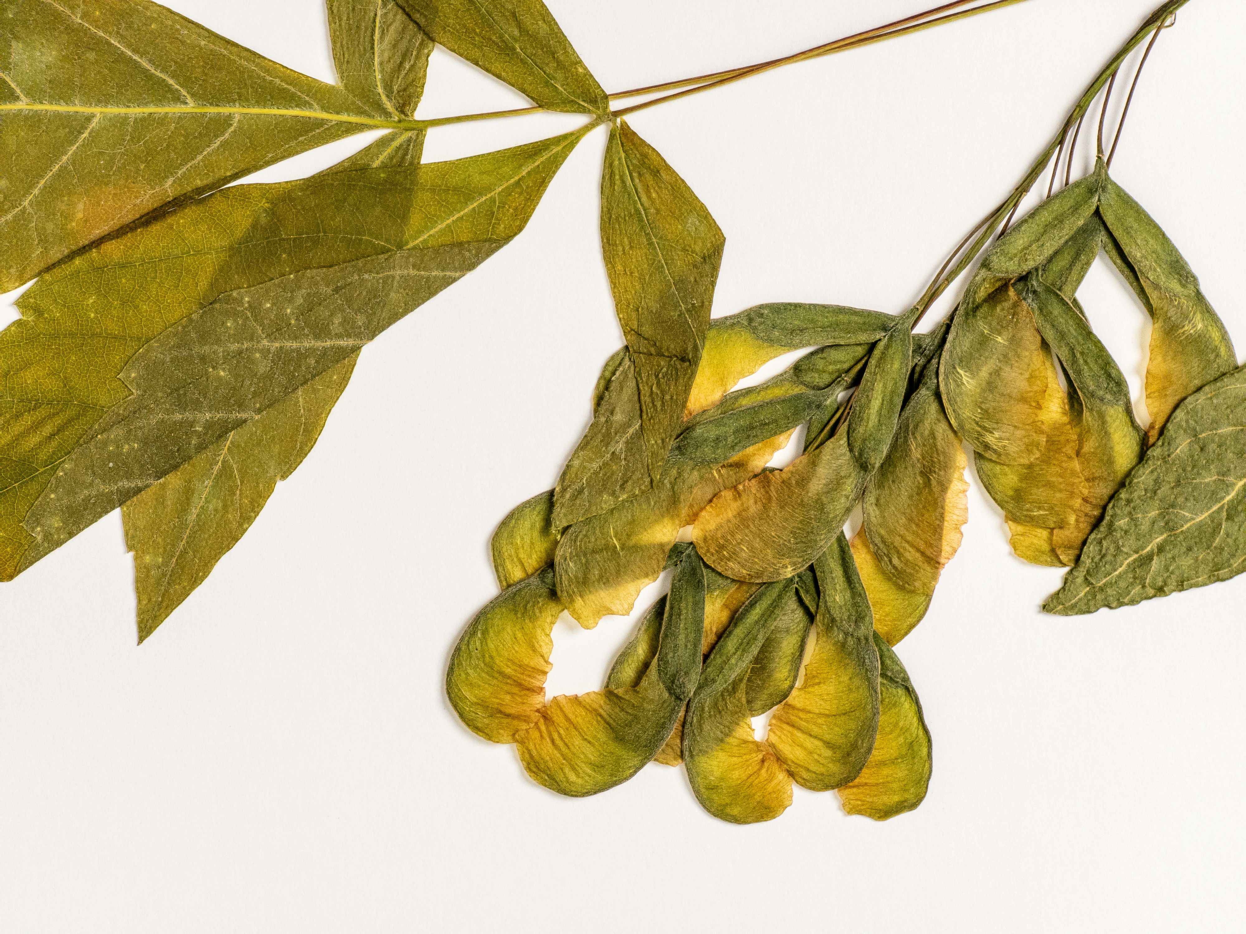Pressed Golden Legumes: a botanical study in white