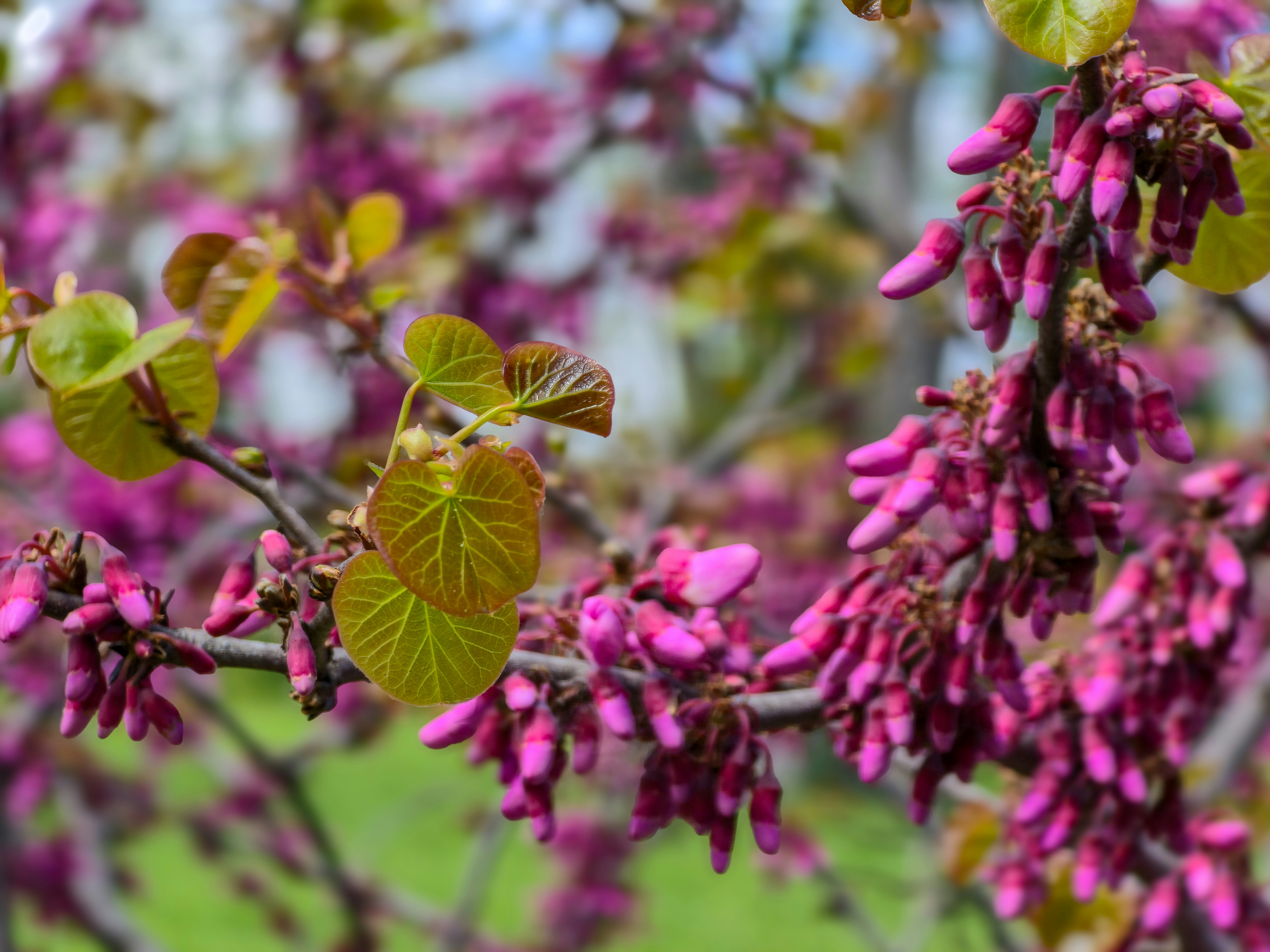 Vibrant pink blossoms frame a sunlit cluster of heart-shaped leaves