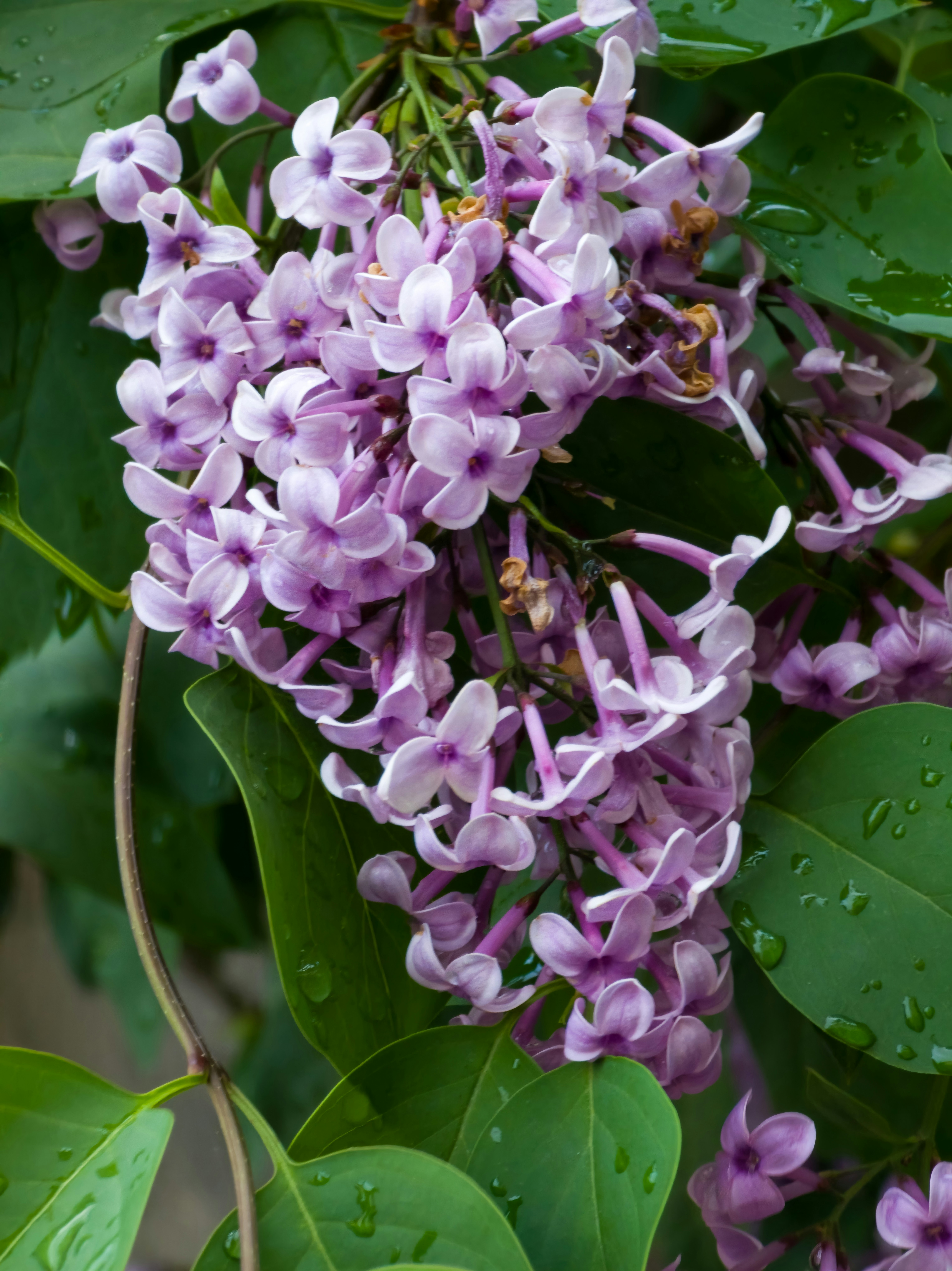 Lavender Cascade: A Cluster of Lilac Blooms in Close-Up